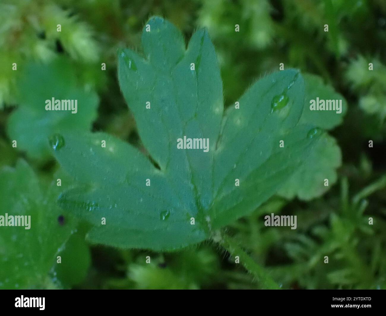 Western Buttercup (Ranunculus occidentalis Stock Photo - Alamy