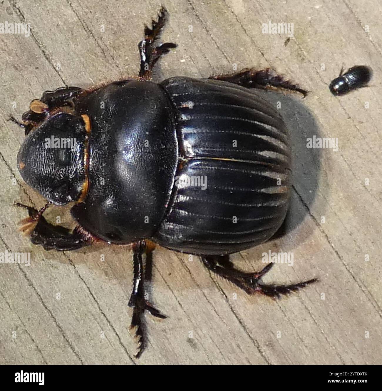 Carolina Dung Beetle (Dichotomius carolinus Stock Photo - Alamy