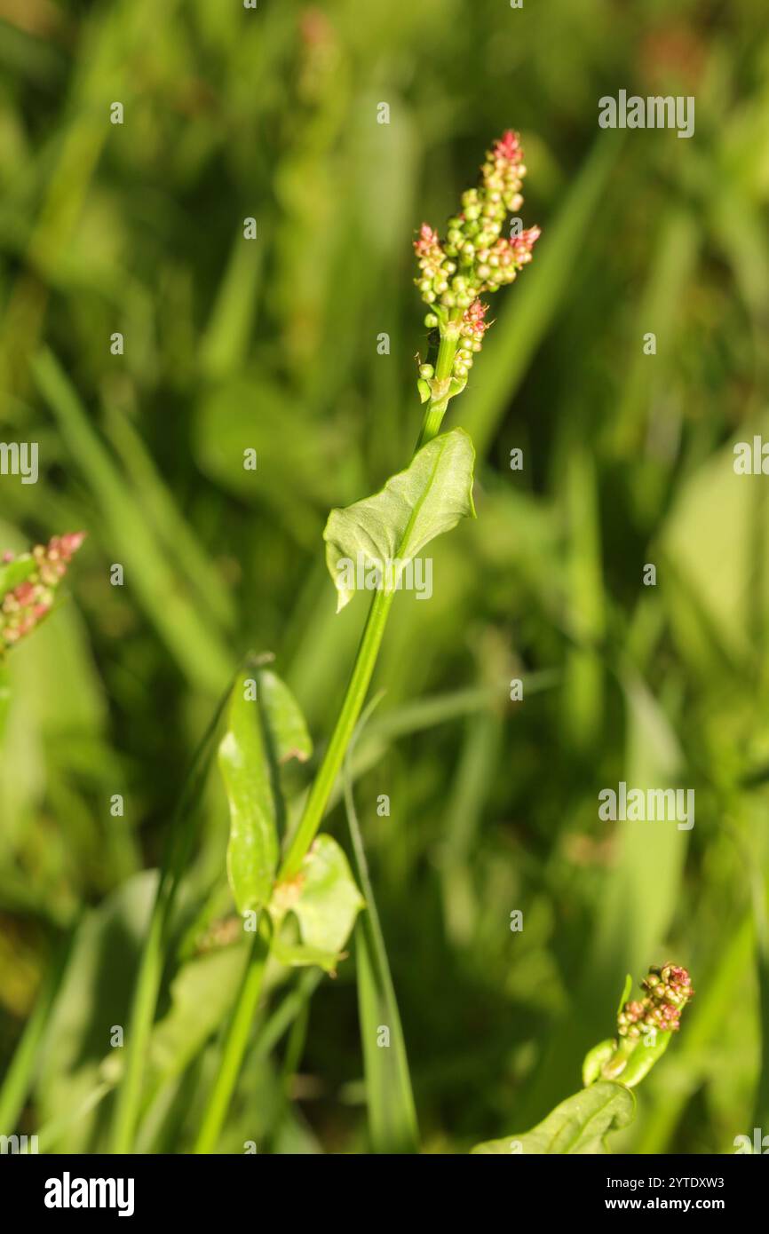 Common Sorrel (Rumex acetosa Stock Photo - Alamy