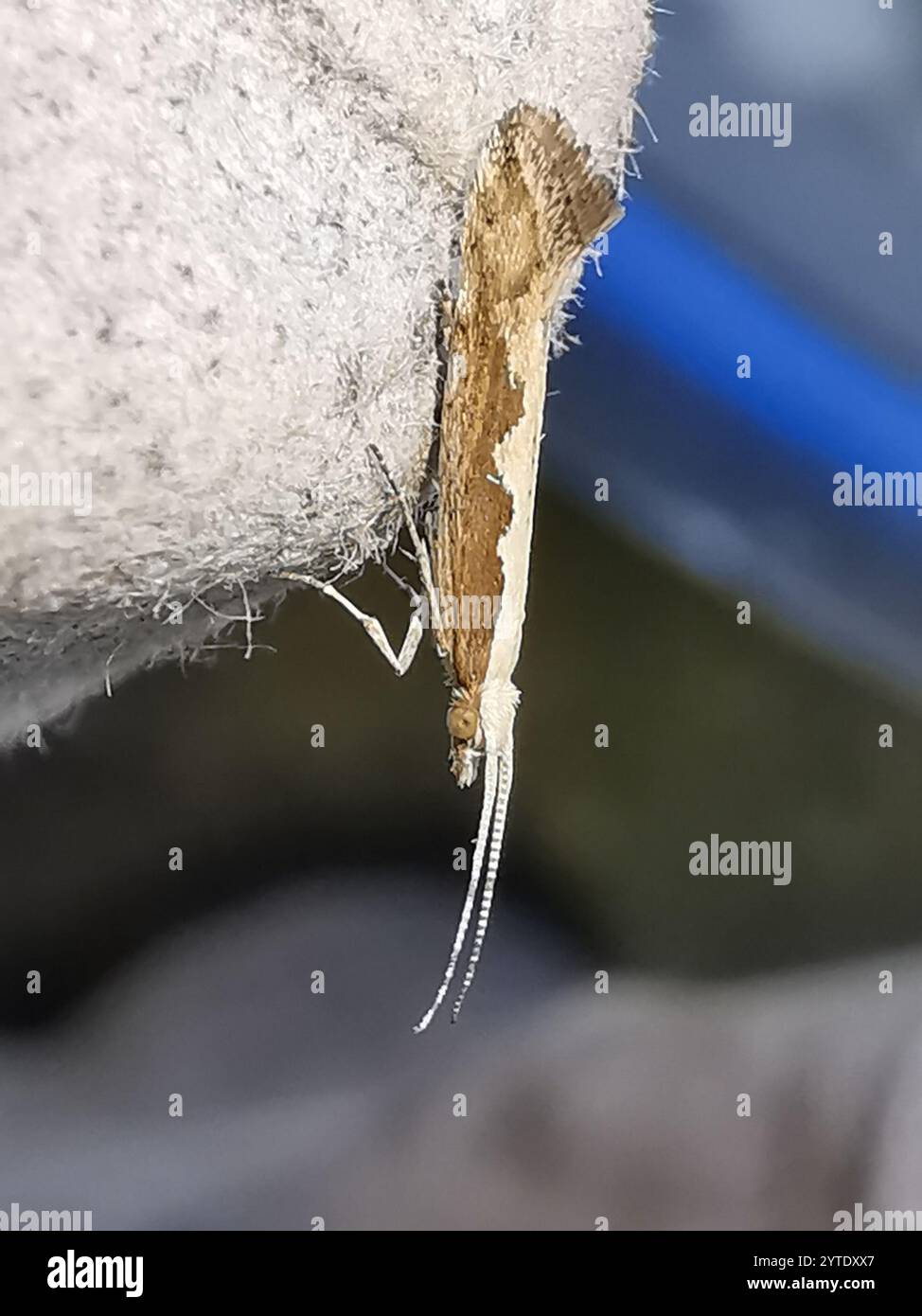 Diamondback Moth (Plutella xylostella Stock Photo - Alamy