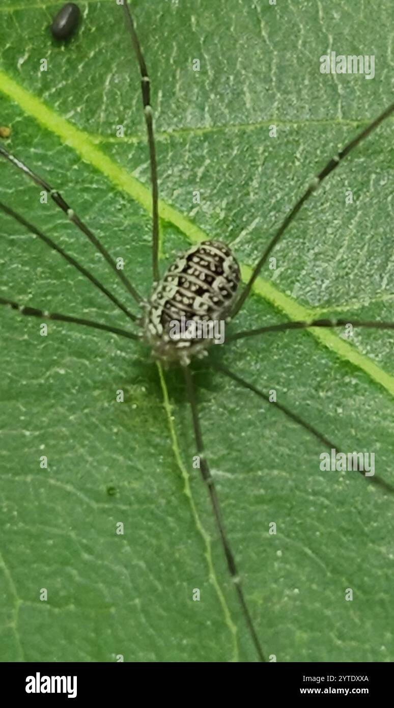 Eastern Harvestman (Leiobunum vittatum Stock Photo - Alamy