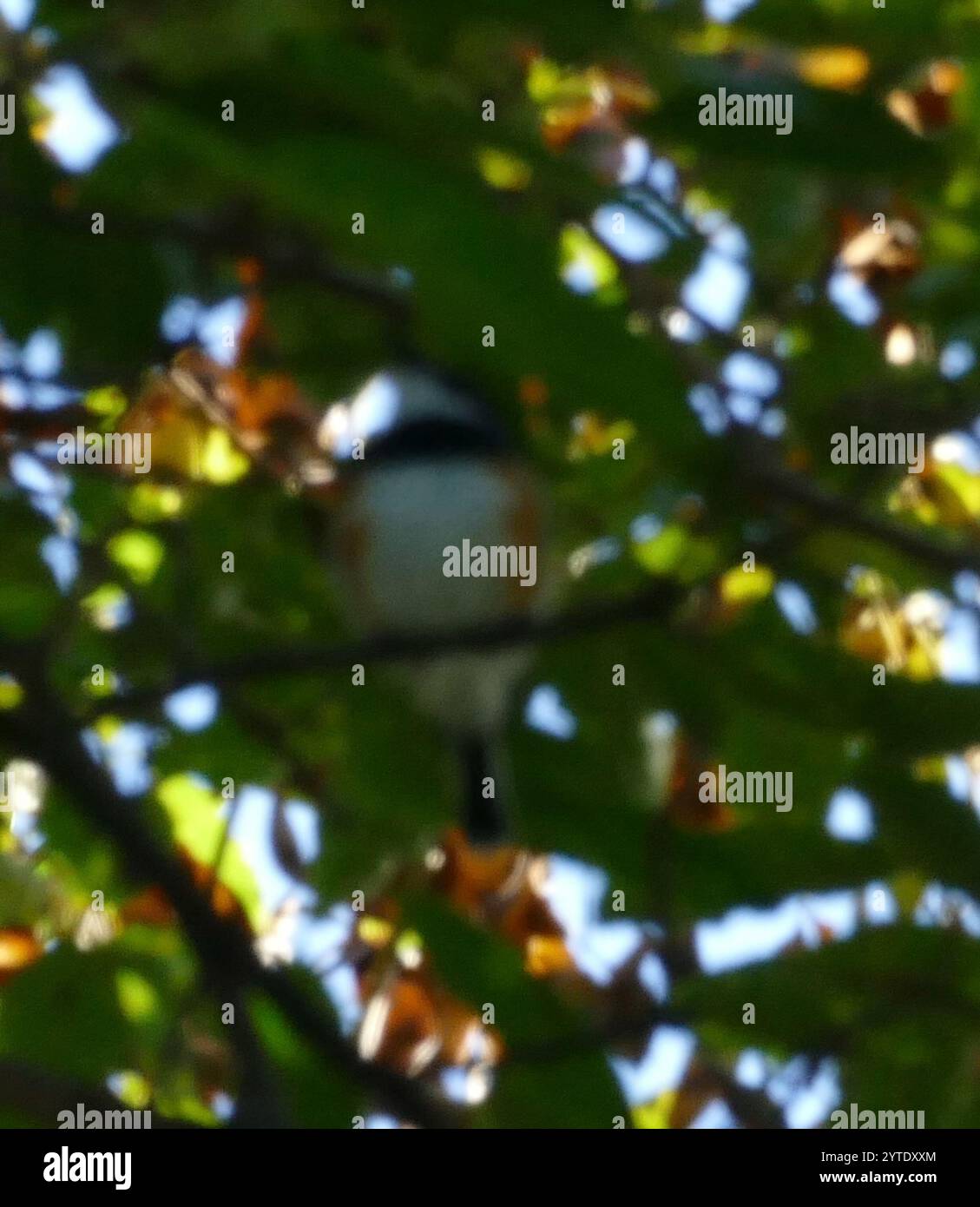 Cape Batis (Batis capensis Stock Photo - Alamy