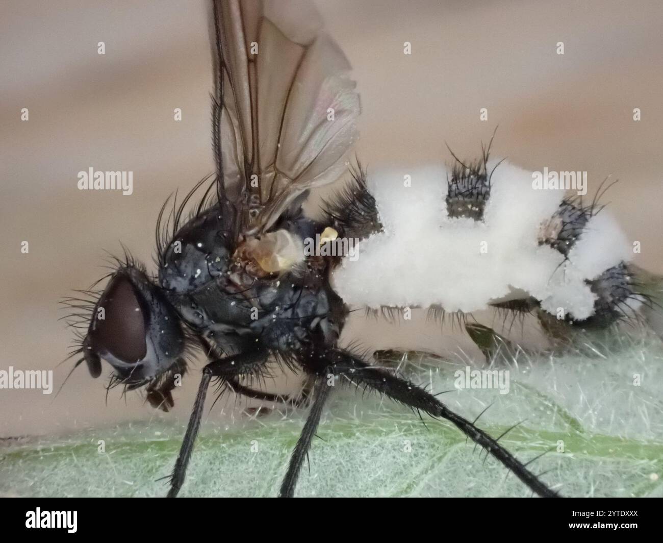 Entomophthora fly hi-res stock photography and images - Alamy