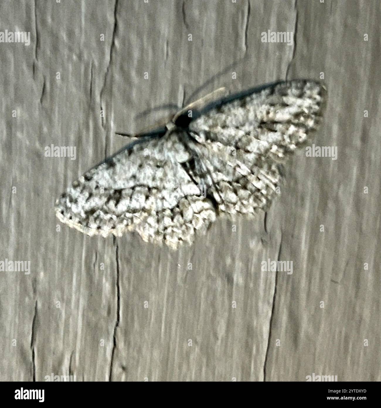Small Engrailed (Ectropis crepuscularia Stock Photo - Alamy