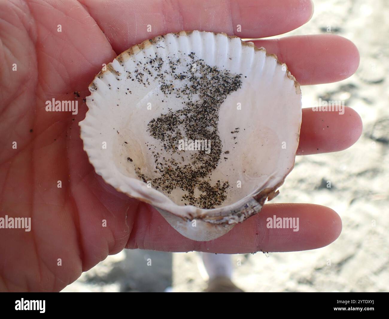 Clinocardium nuttallii hi-res stock photography and images - Alamy