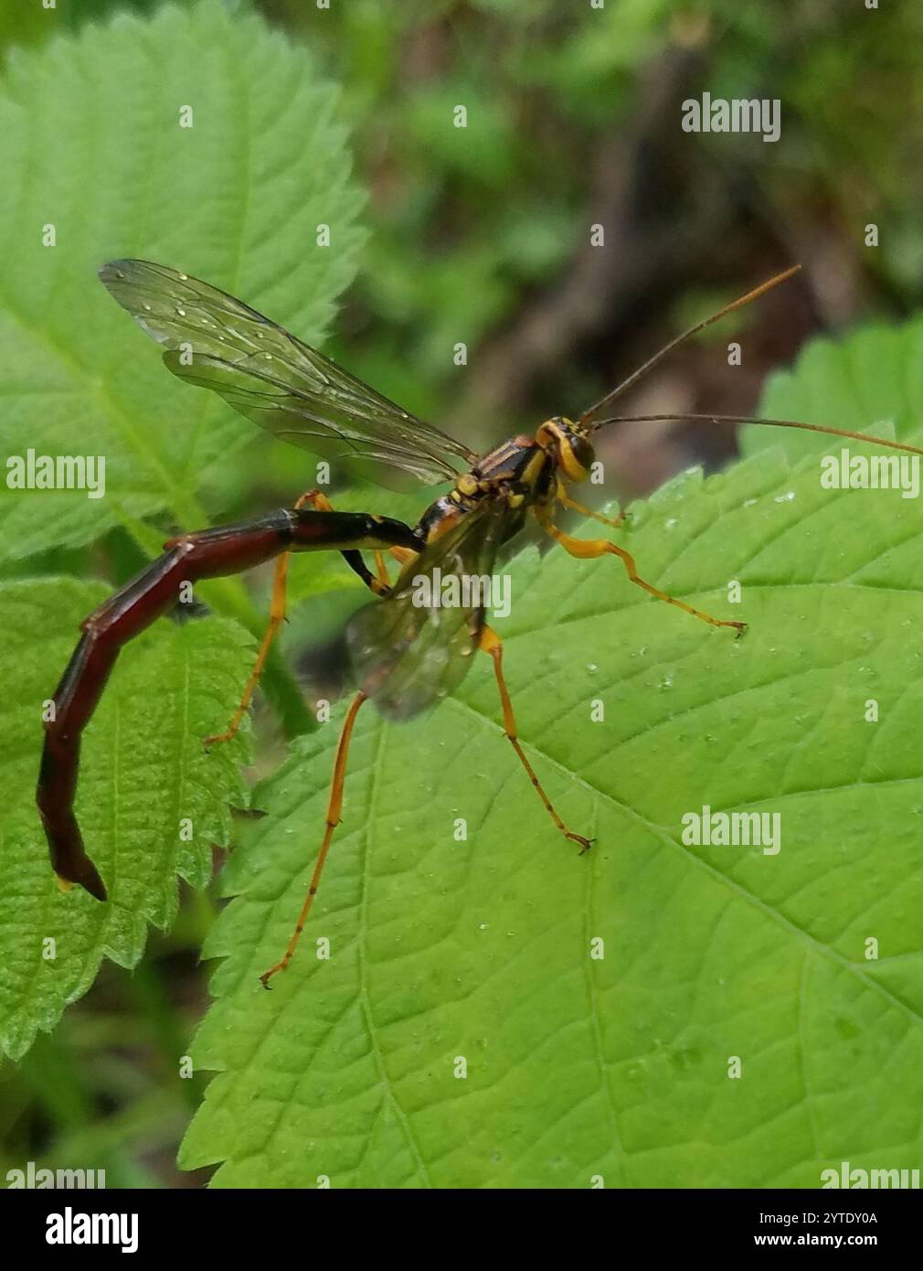 Black Giant Ichneumonid Wasp (Megarhyssa atrata Stock Photo - Alamy