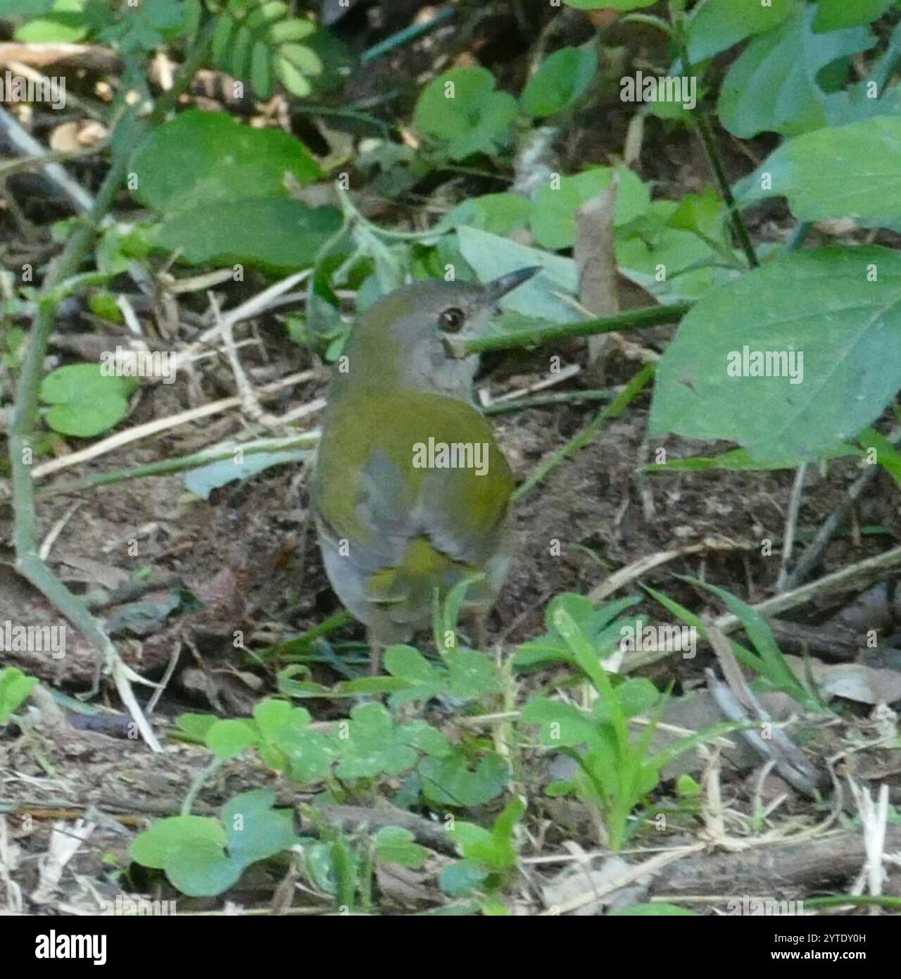 Southern Green-backed Camaroptera (Camaroptera brachyura brachyura ...