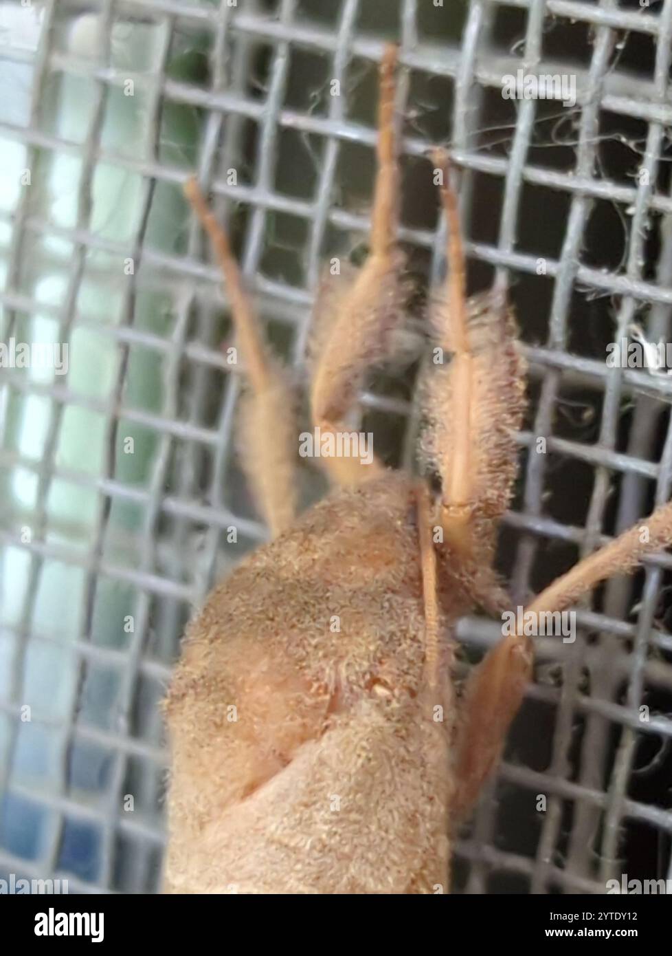 Swift Moths (Hepialidae Stock Photo - Alamy