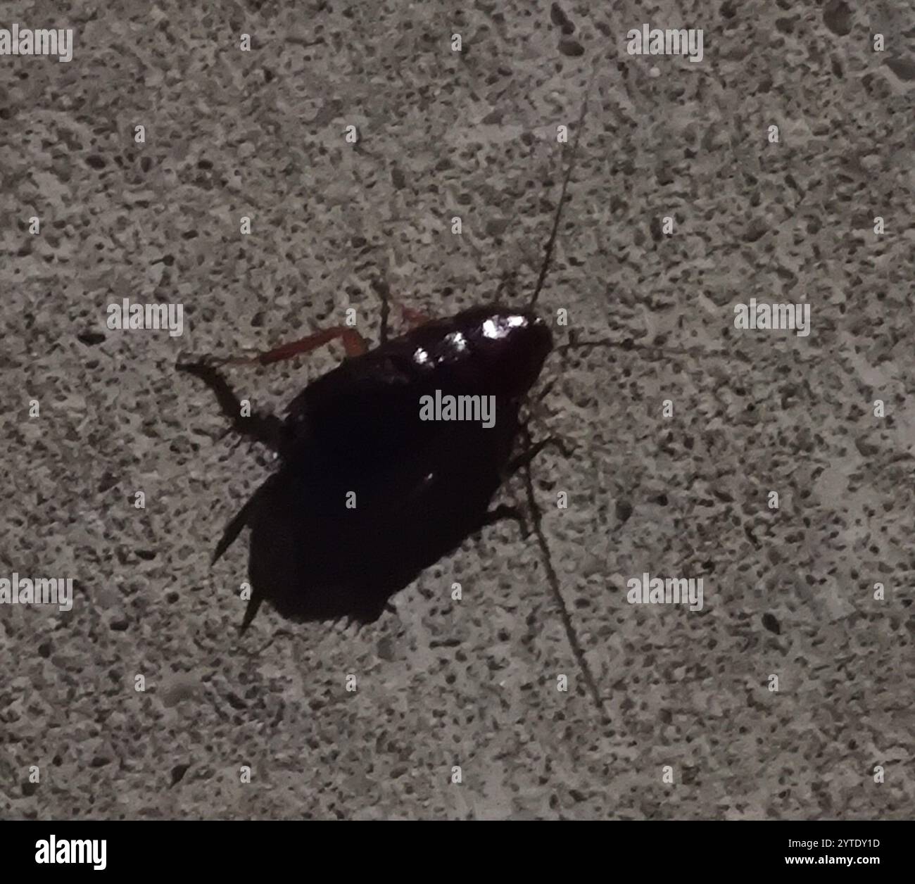 Cockroaches and Termites (Blattodea Stock Photo - Alamy