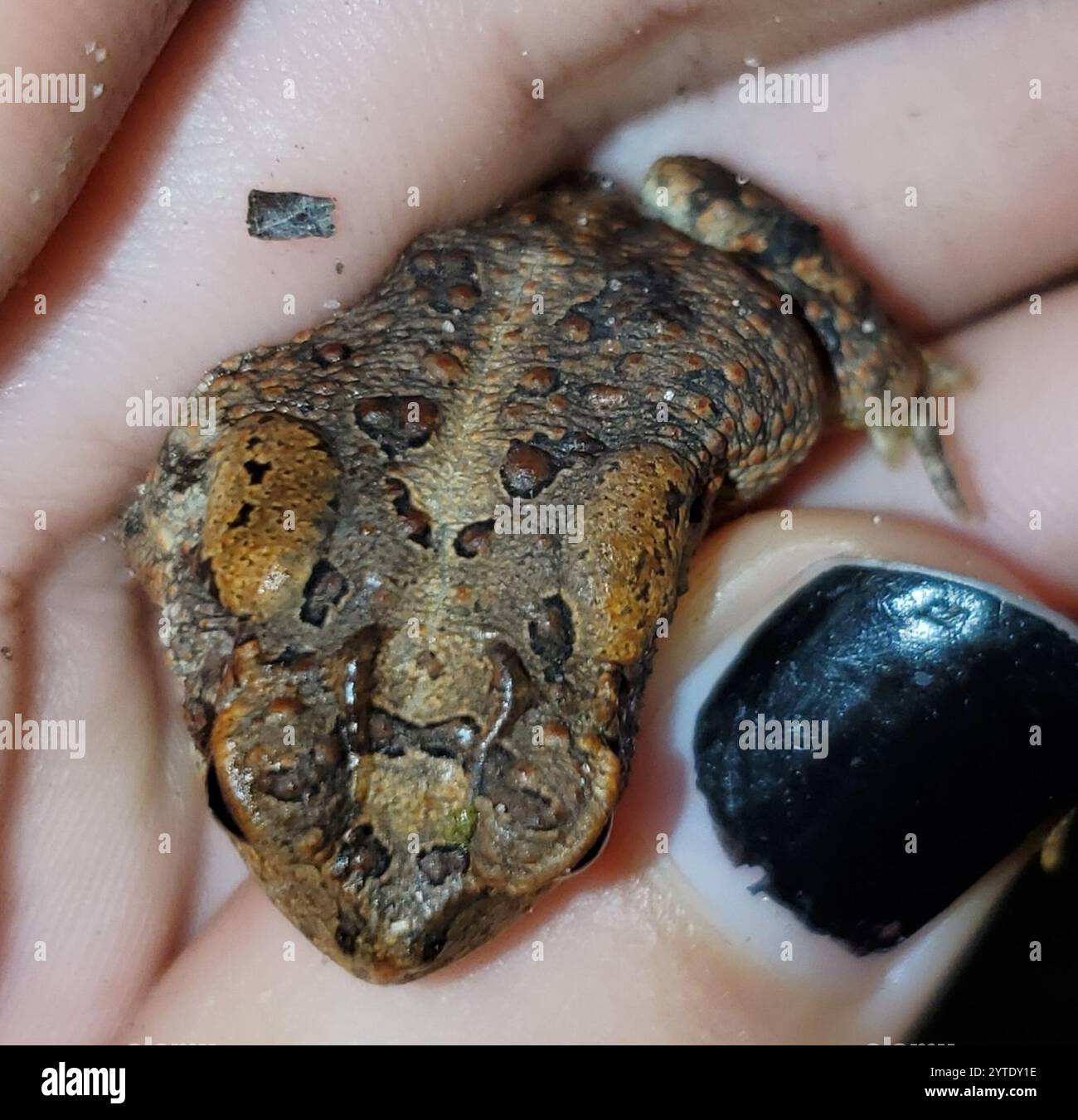 Southern Toad (Anaxyrus terrestris Stock Photo - Alamy