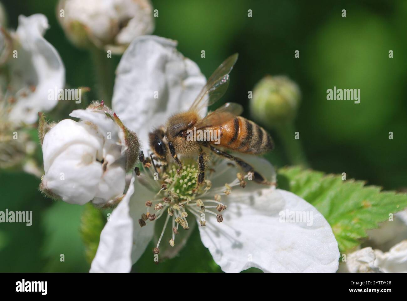 Western Honey Bee (Apis mellifera Stock Photo - Alamy