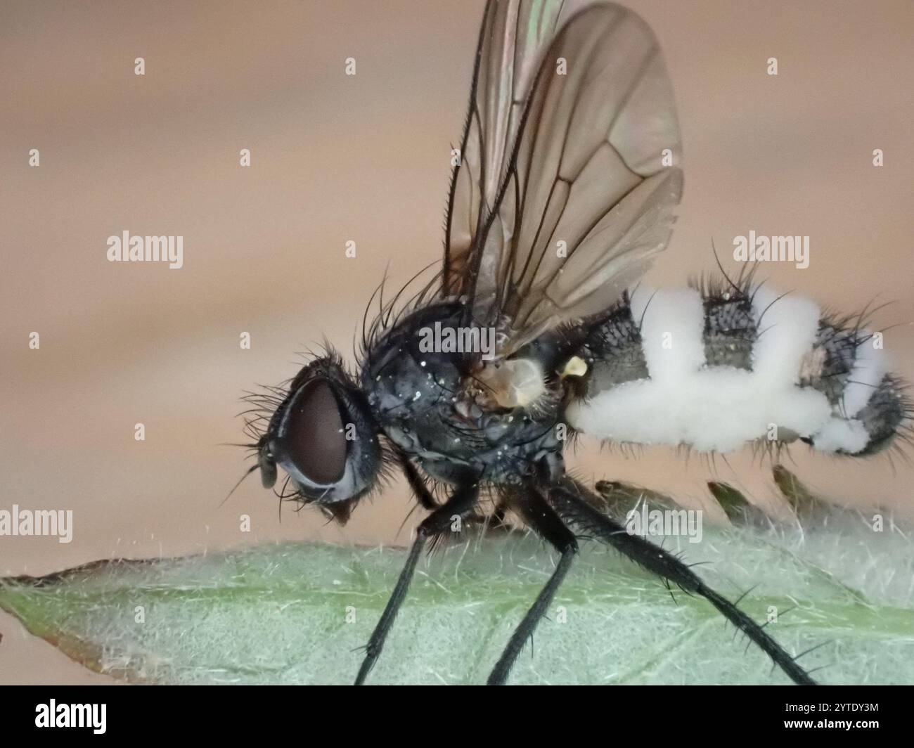 Fly Death Fungi (Entomophthora muscae Stock Photo - Alamy