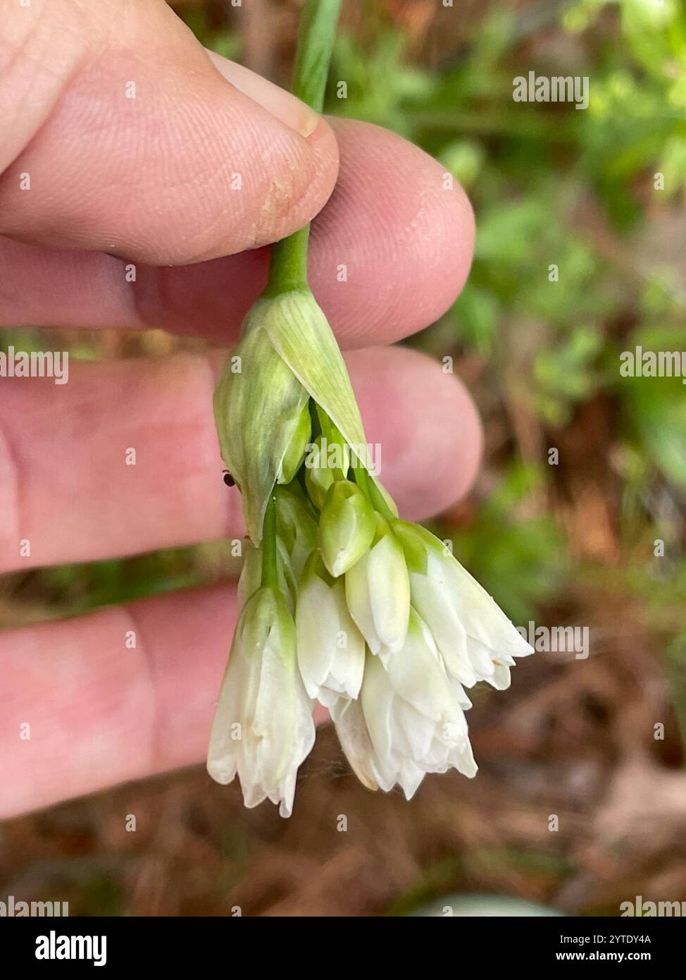 Onion Weed (Nothoscordum gracile Stock Photo - Alamy