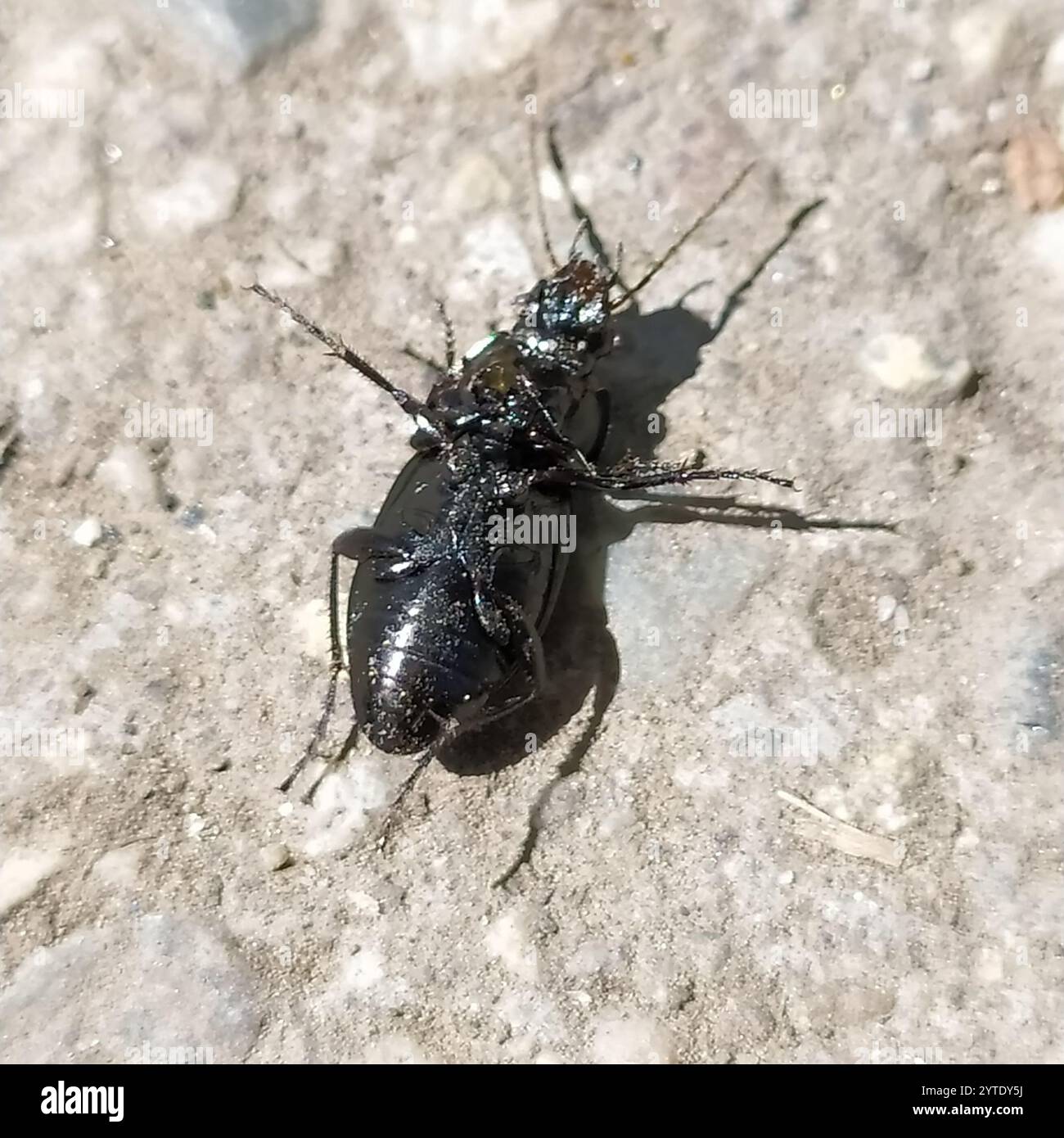 Poecilus hi-res stock photography and images - Alamy