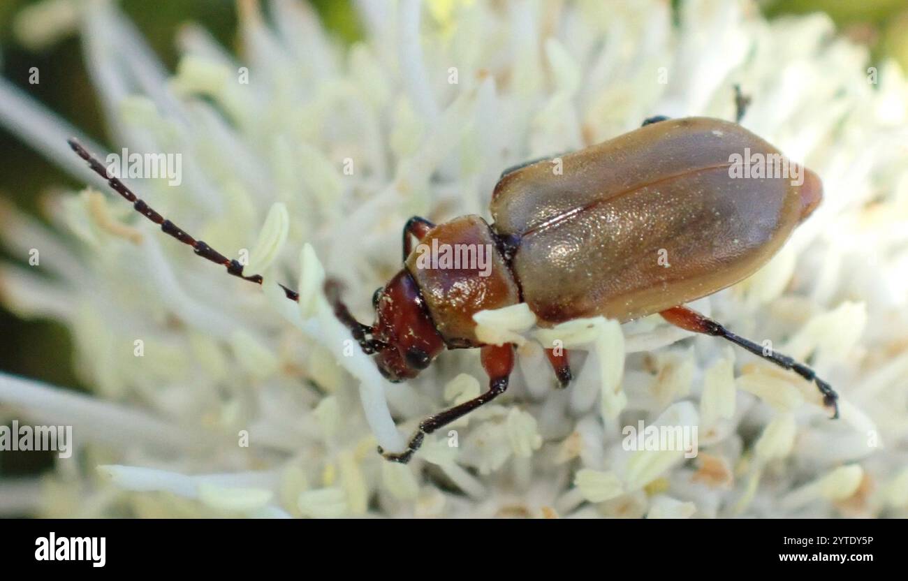 Swollen Restio Beetles (Pseudorupilia Stock Photo - Alamy