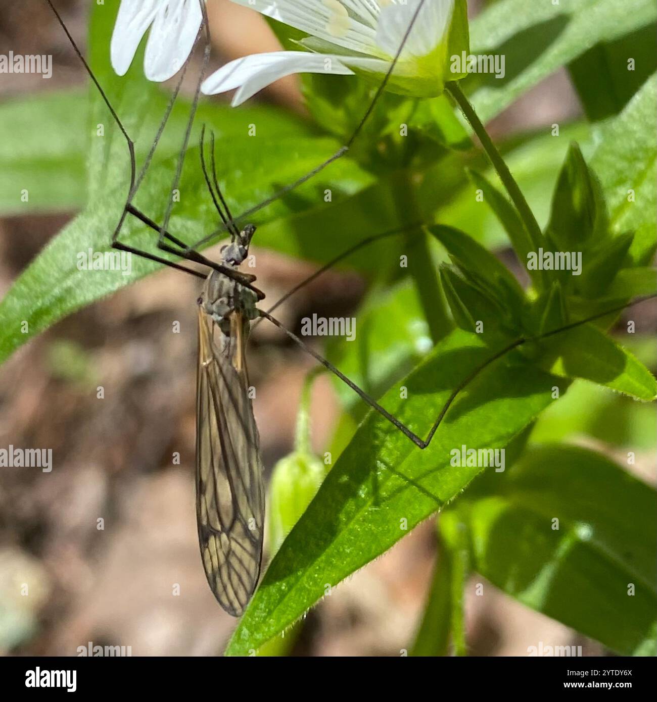 Common Crane Flies (Tipula Stock Photo - Alamy