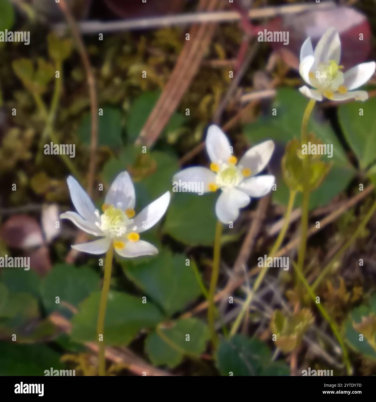 threeleaf goldthread (Coptis trifolia Stock Photo - Alamy