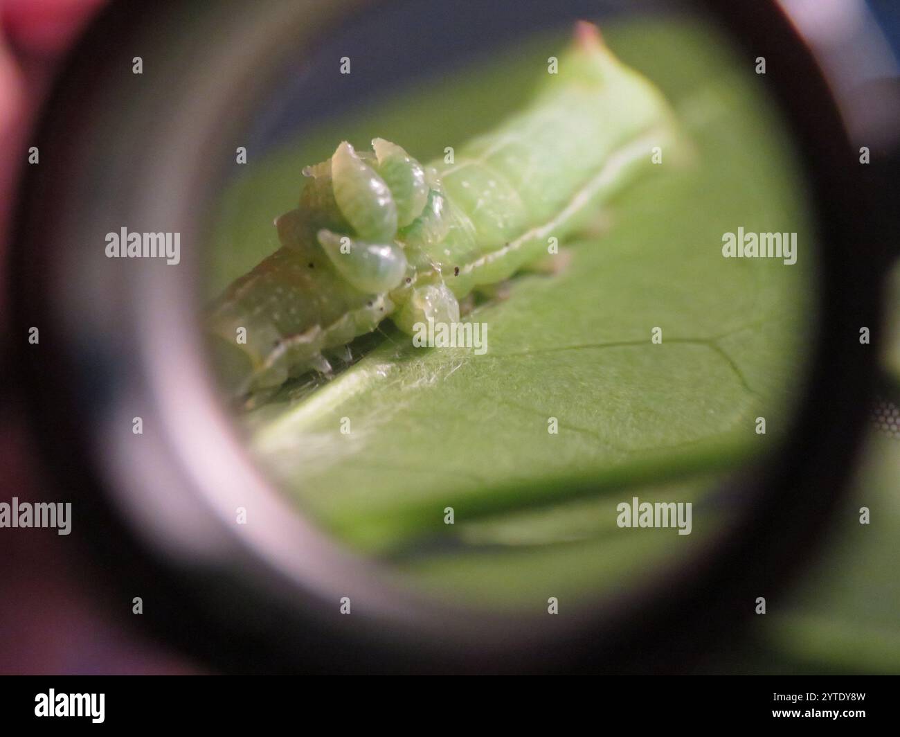 Ants, Bees, Wasps, and Sawflies (Hymenoptera Stock Photo - Alamy