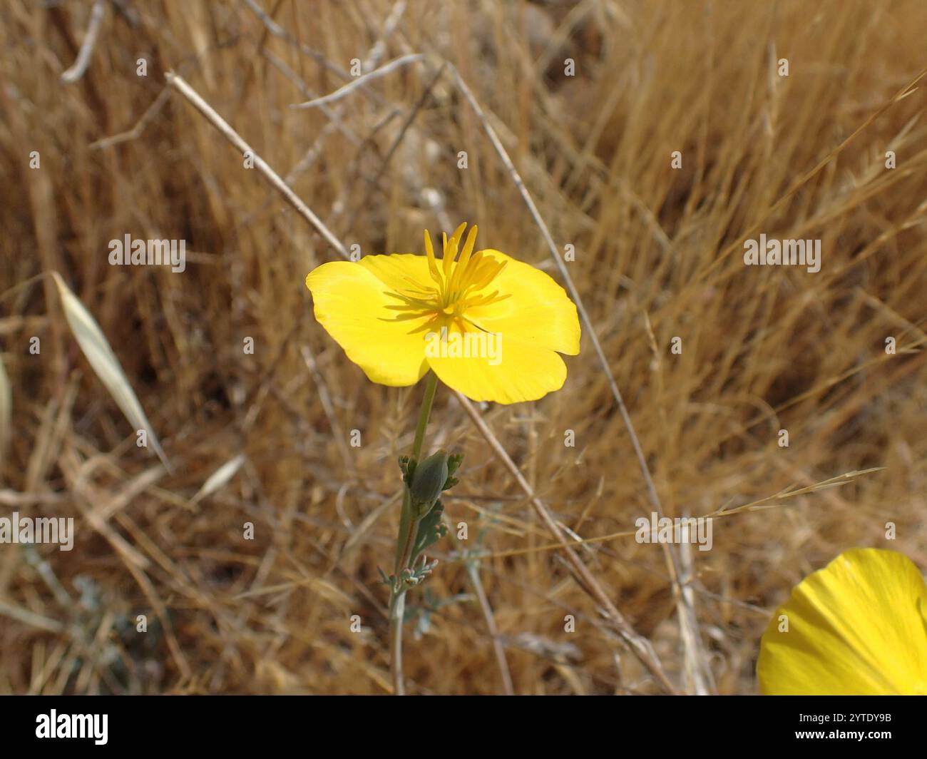 Desert Poppies (Eschscholzia Stock Photo - Alamy