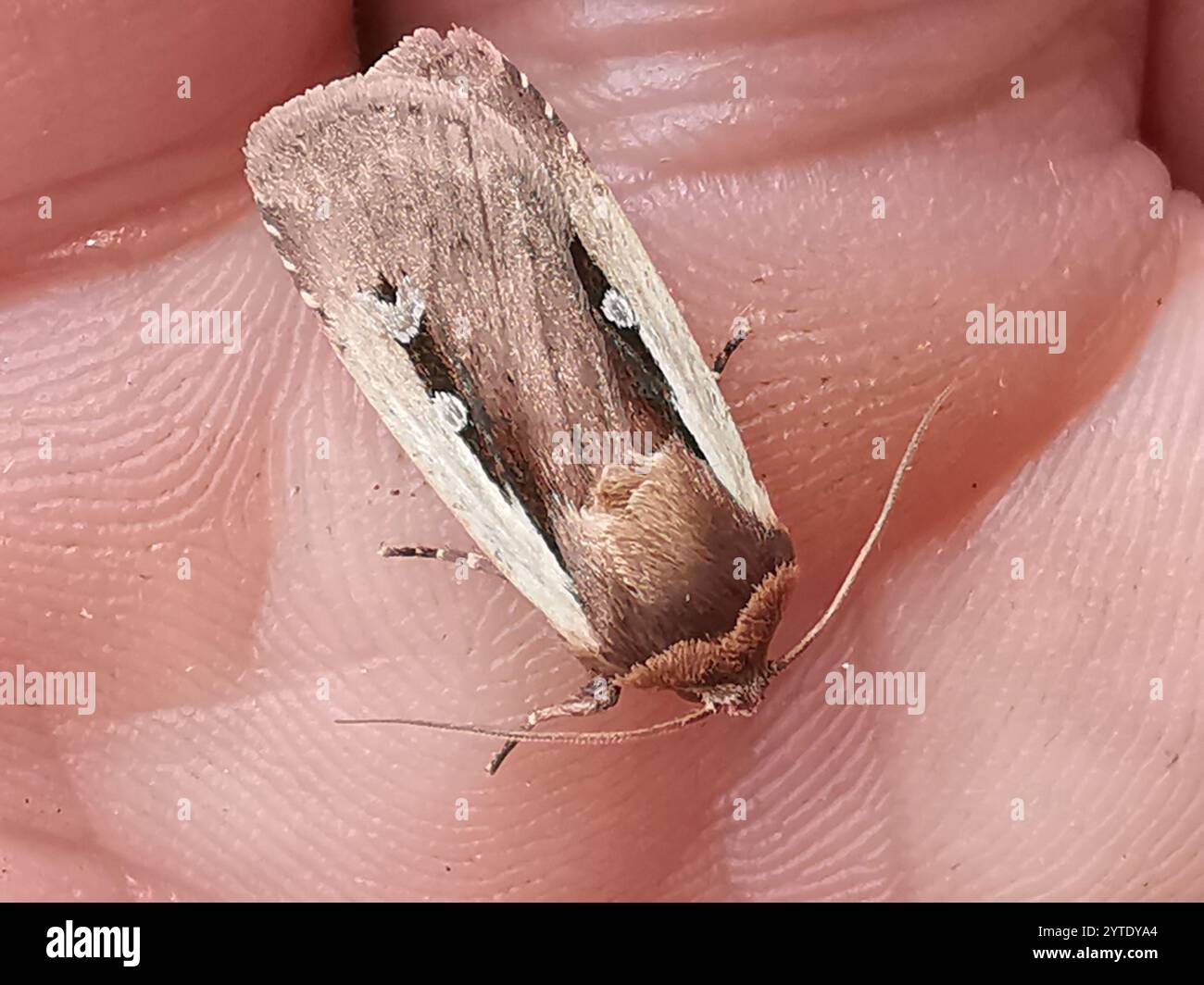 Flame Shoulder Moth (Ochropleura plecta Stock Photo - Alamy