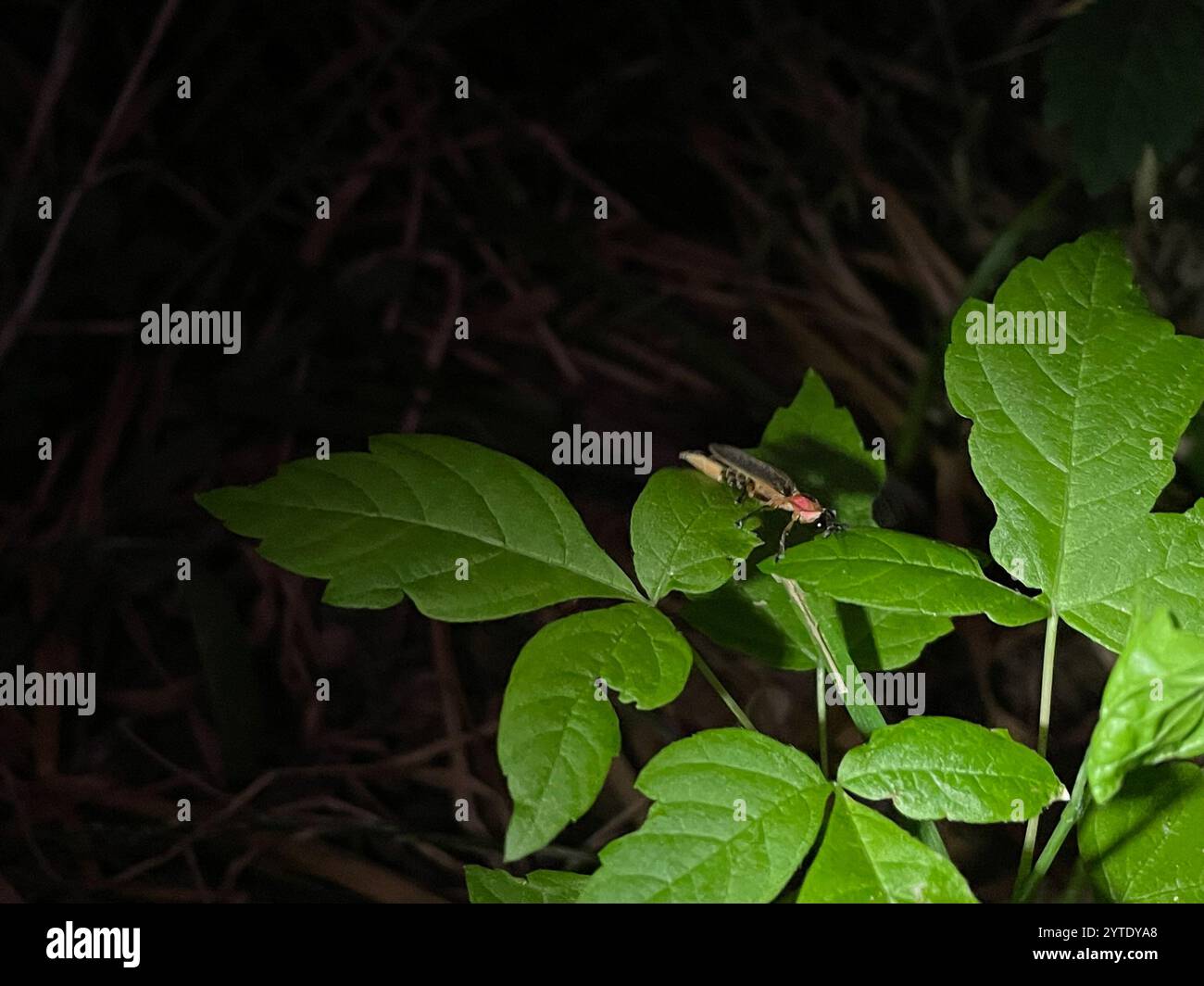 Common Eastern Firefly (Photinus pyralis Stock Photo - Alamy
