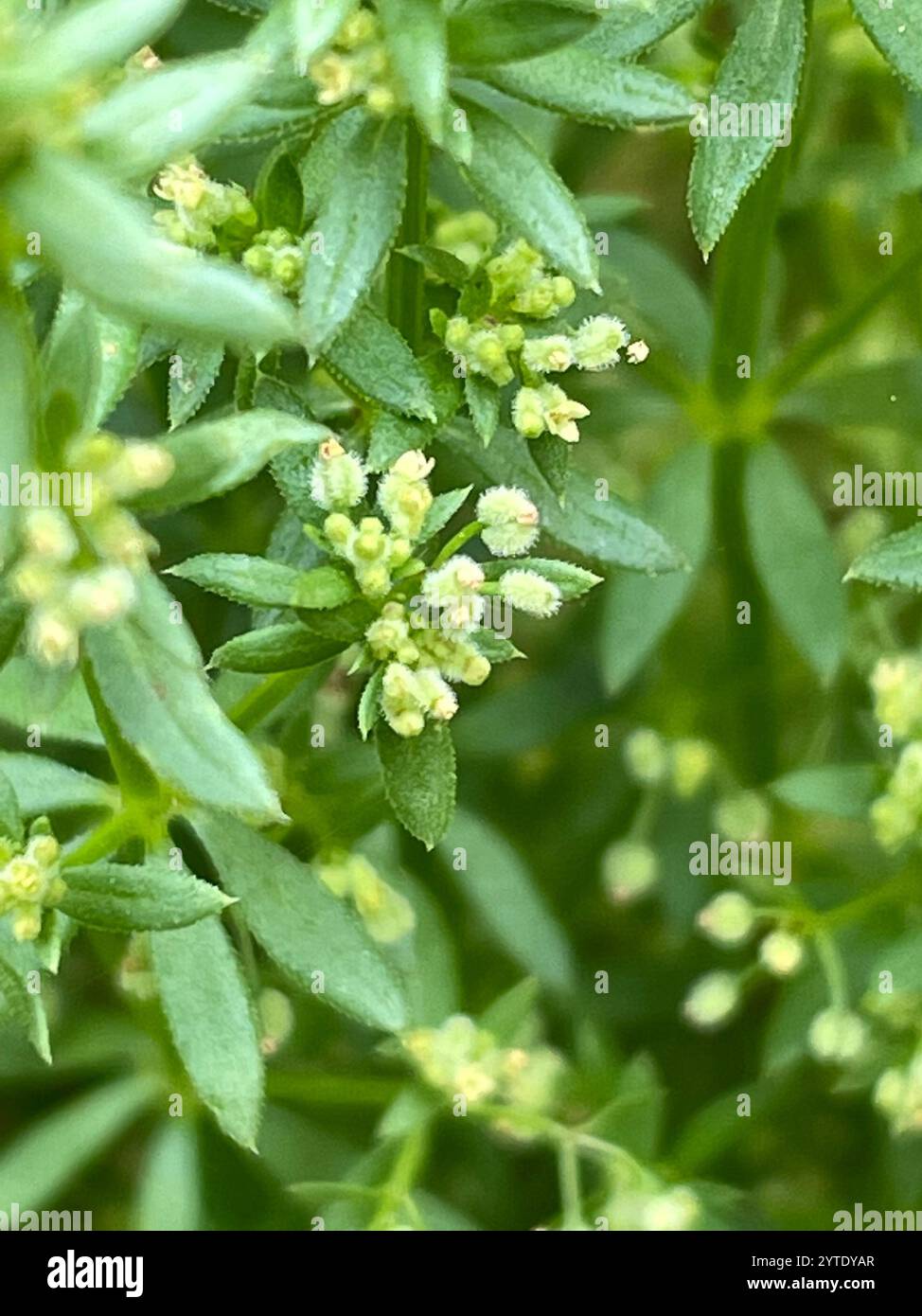 Wall bedstraw hi-res stock photography and images - Alamy