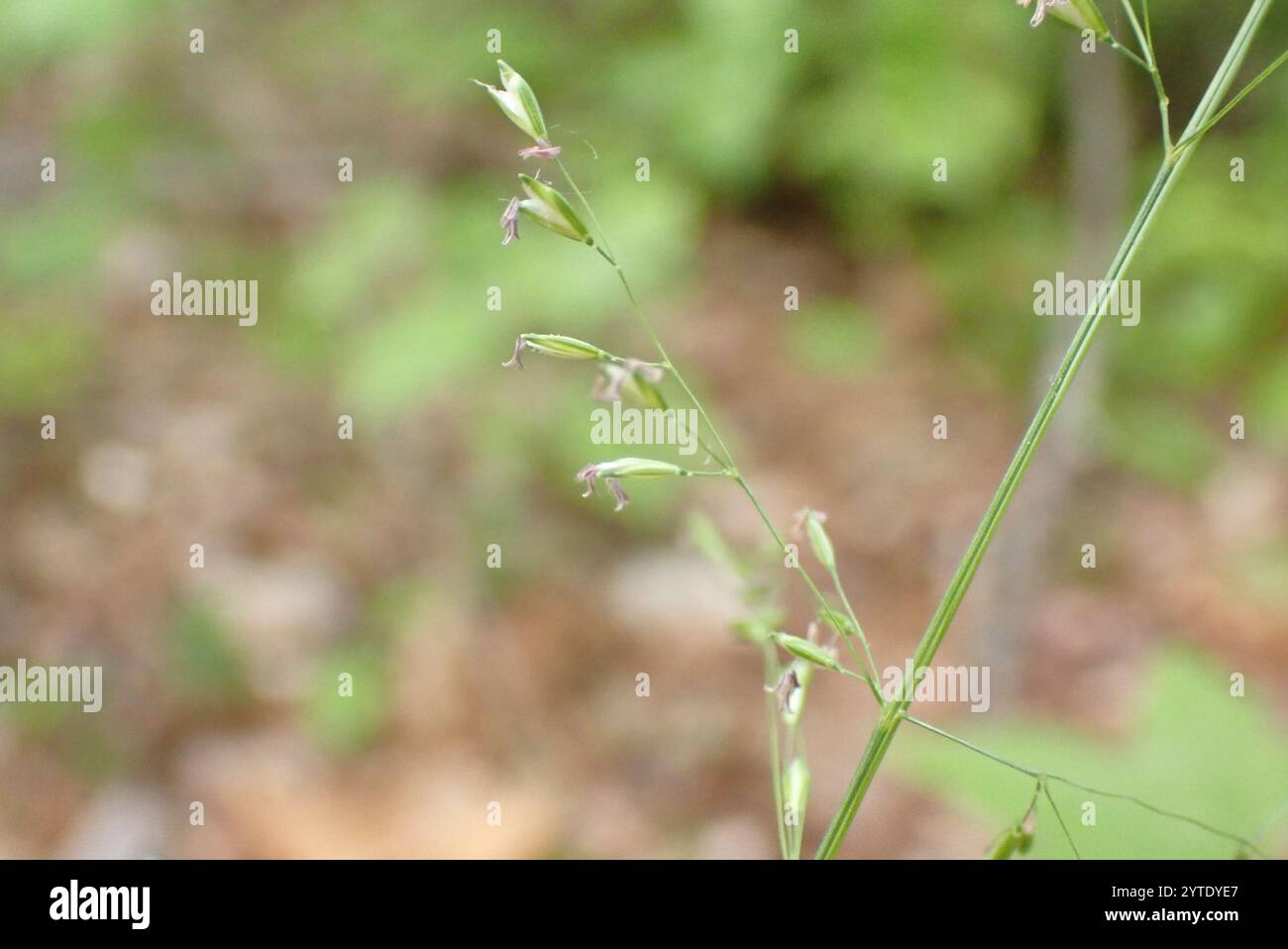 Shiny Wedgegrass (Sphenopholis nitida Stock Photo - Alamy