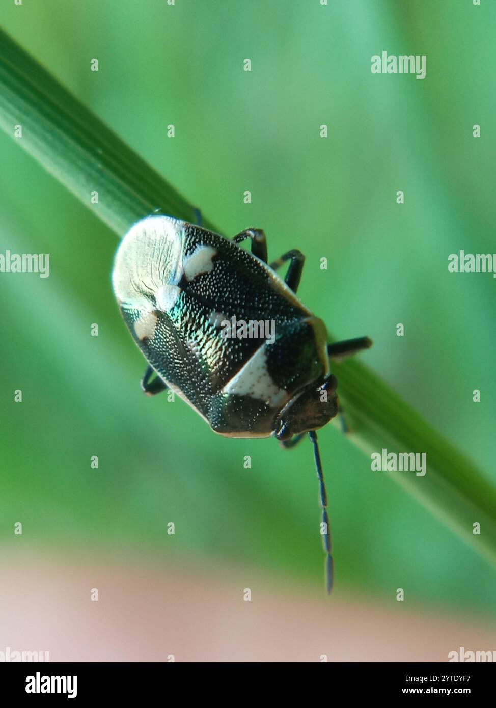 Cabbage Bug (Eurydema oleracea Stock Photo - Alamy