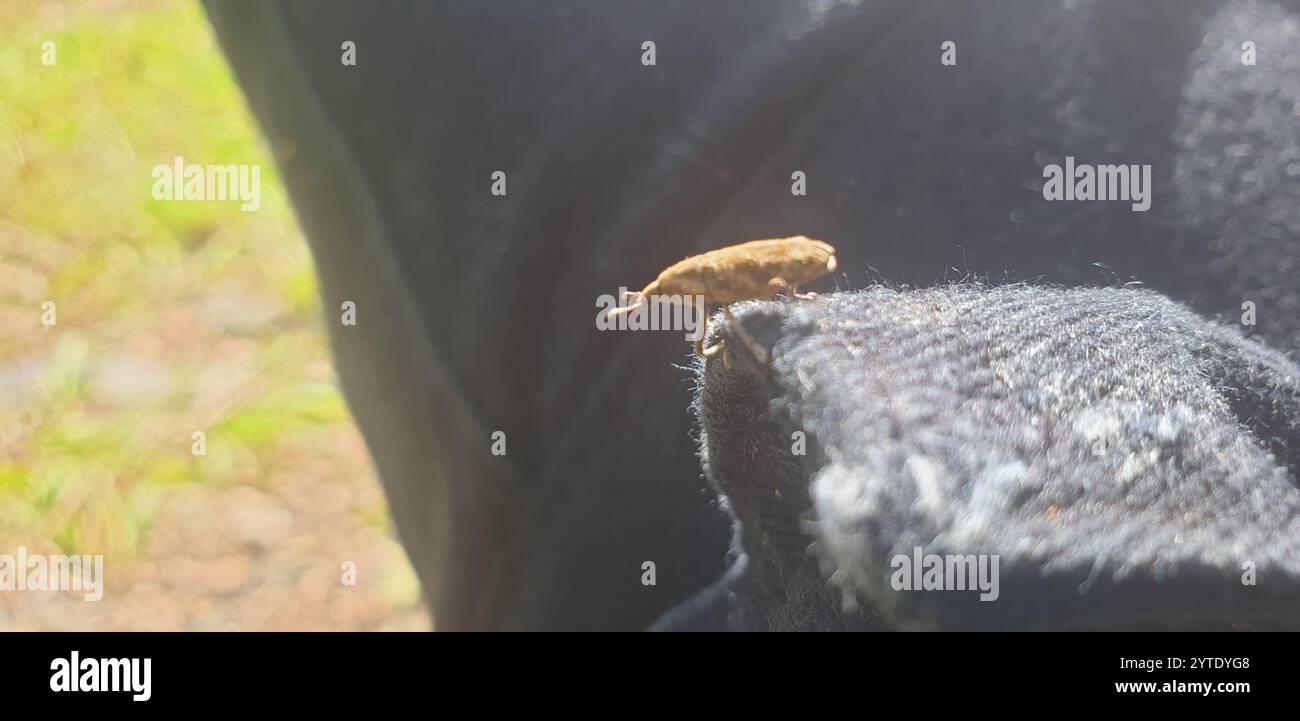 Lixini hi-res stock photography and images - Alamy