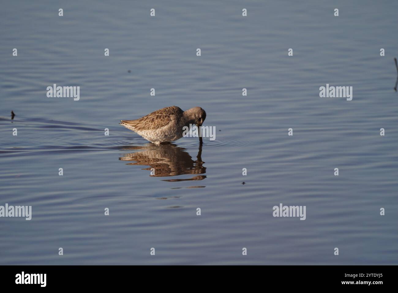Long-billed Dowitcher (Limnodromus scolopaceus Stock Photo - Alamy