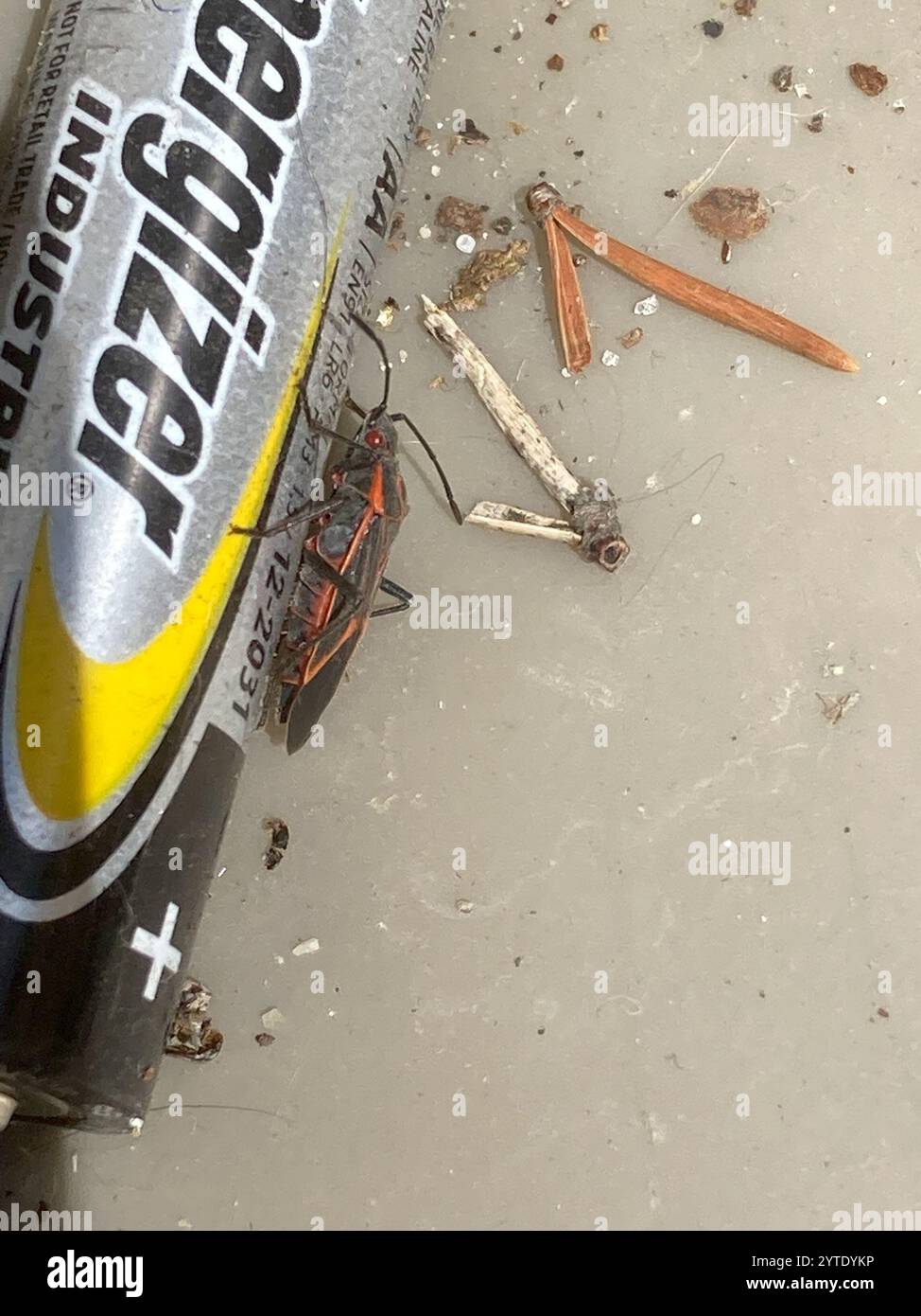 Eastern Boxelder Bug (Boisea trivittata Stock Photo - Alamy