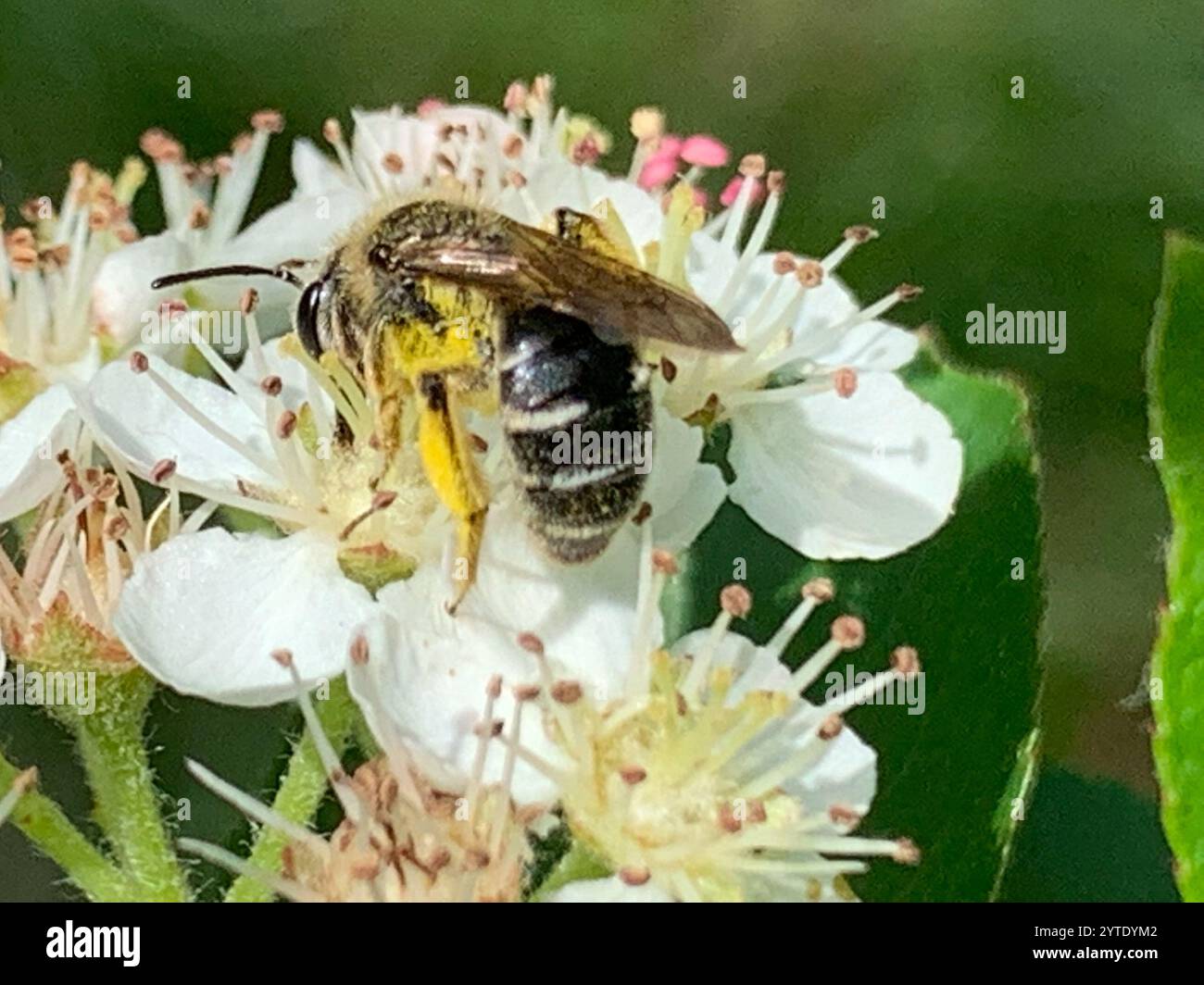 Mining Bees (Andrena Stock Photo - Alamy