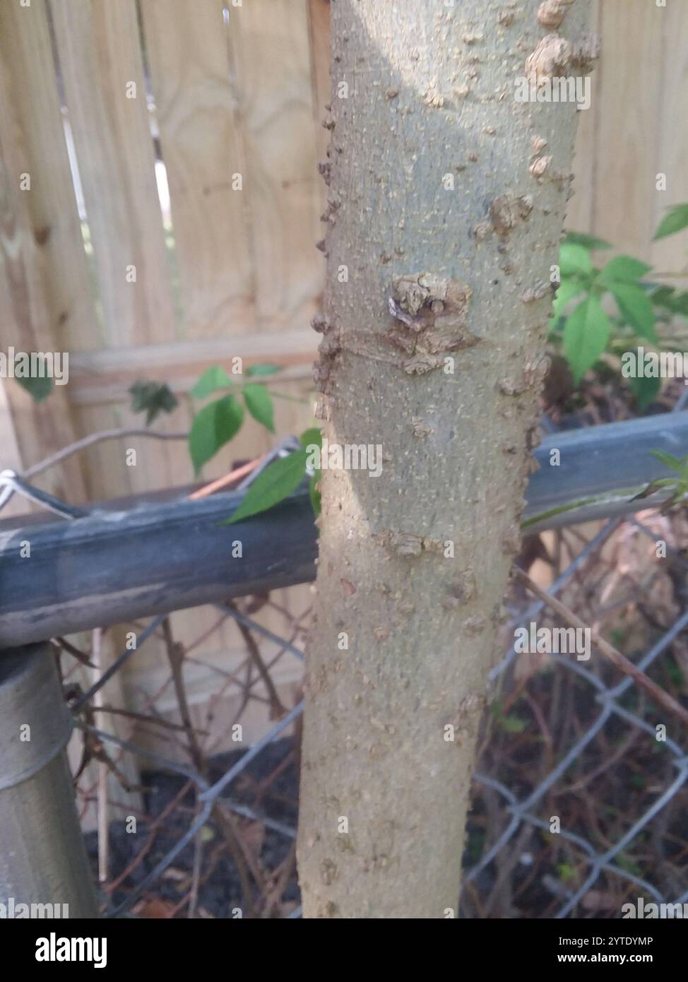 sugar hackberry (Celtis laevigata Stock Photo - Alamy