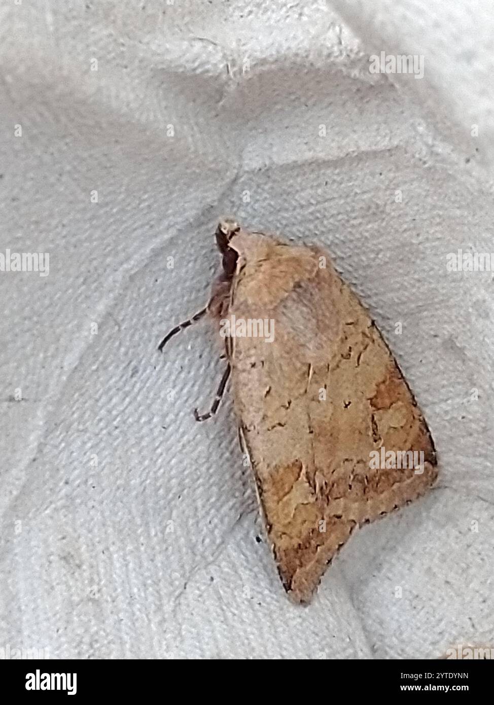 Diarsia mendica diarsia mendica hi-res stock photography and images - Alamy