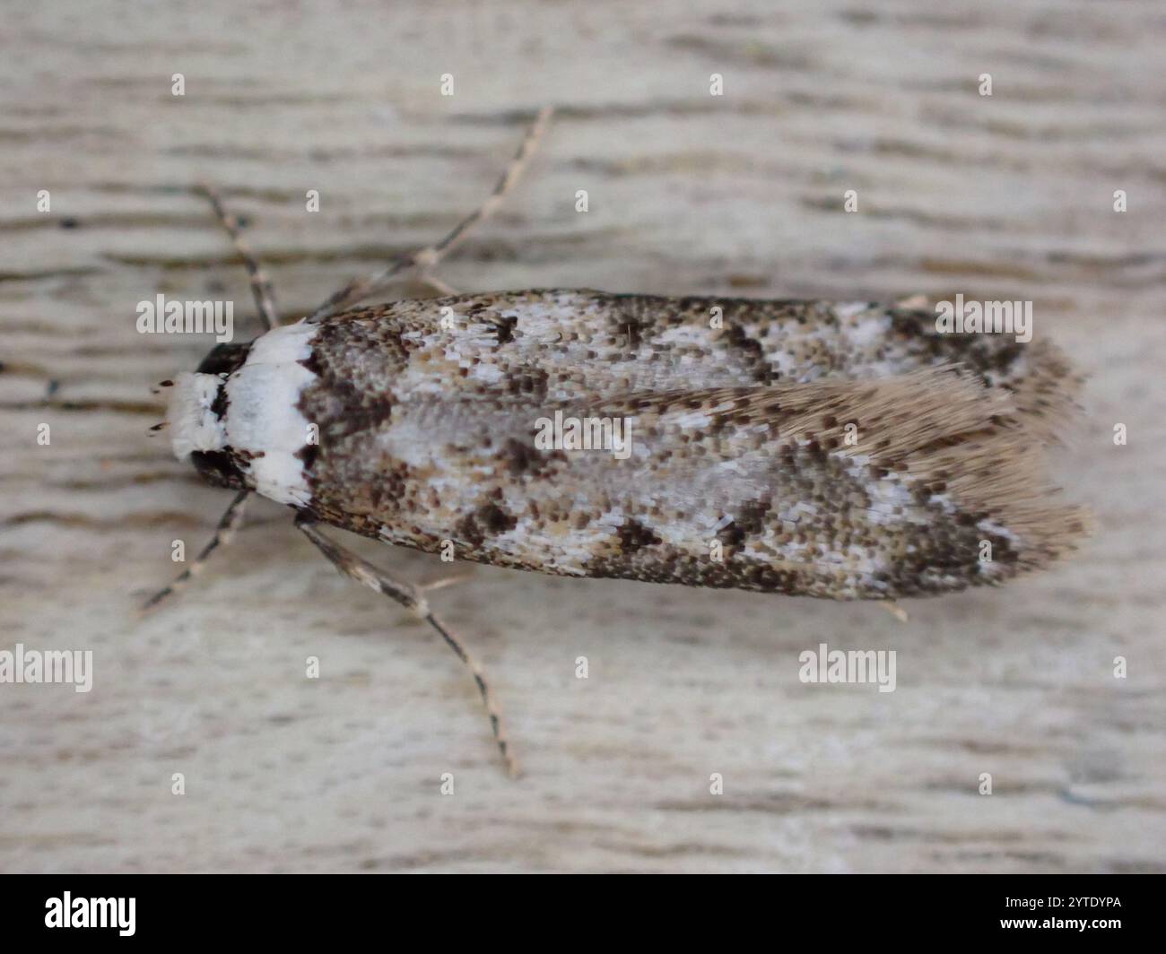 White-shouldered House Moth (Endrosis sarcitrella Stock Photo - Alamy