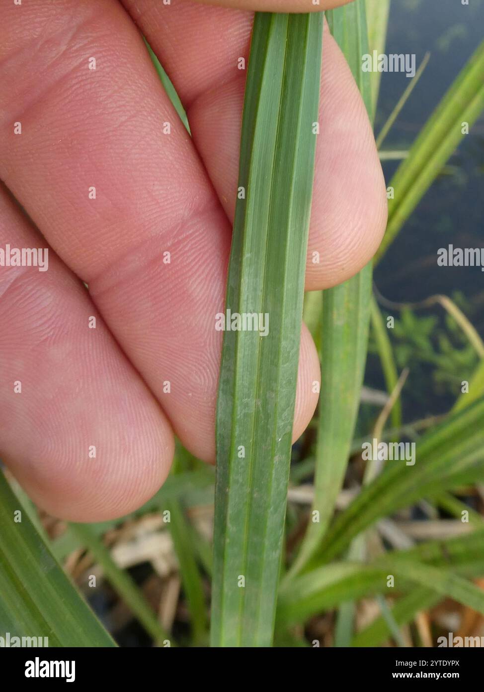 lake sedge (Carex lacustris Stock Photo - Alamy