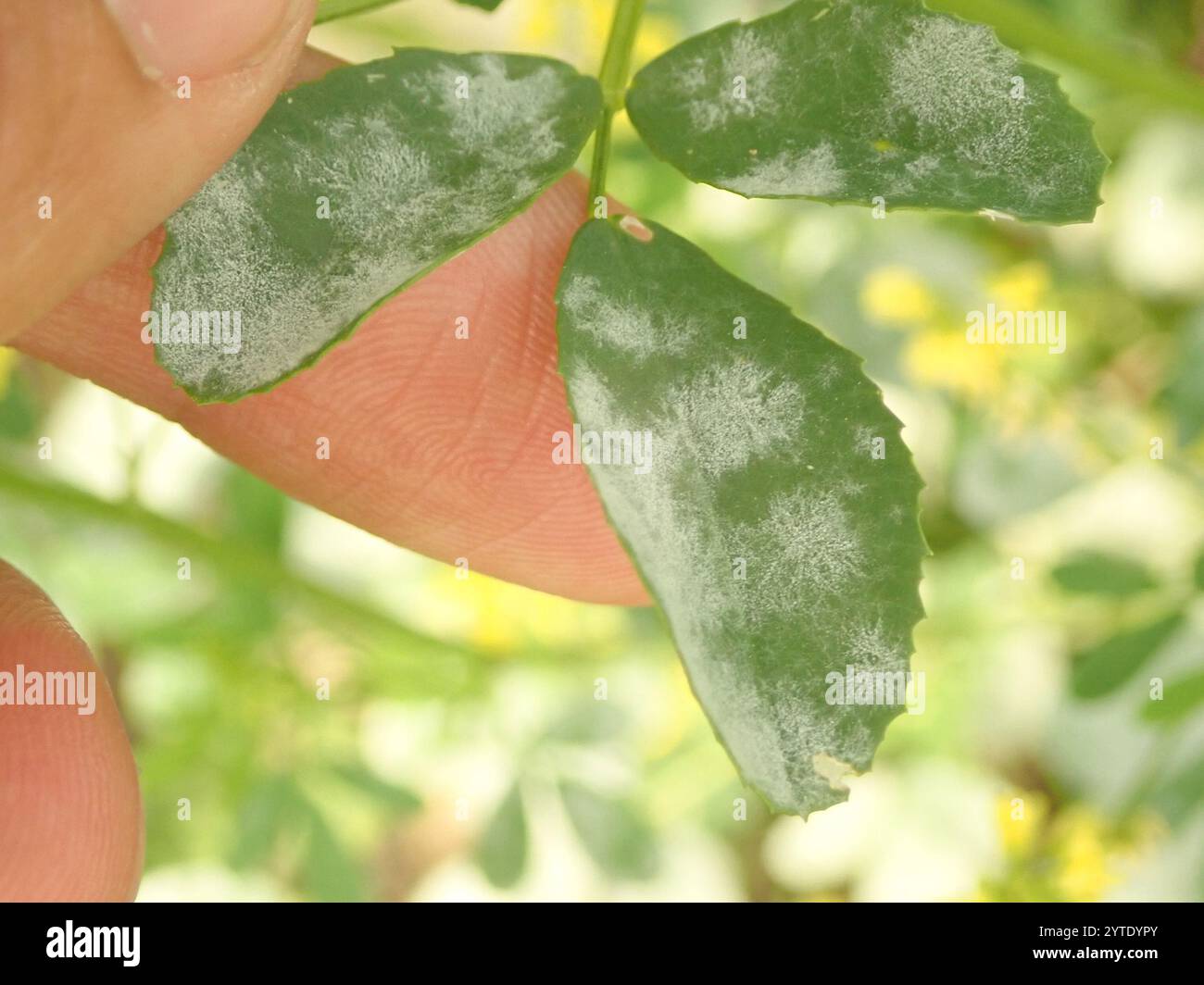 Pea Powdery Mildew (Erysiphe pisi Stock Photo - Alamy