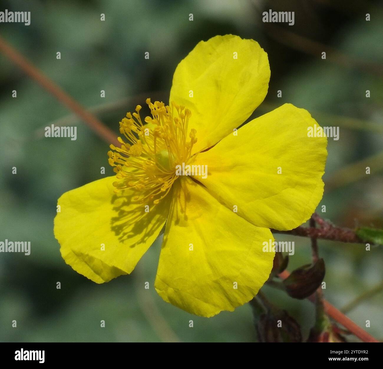 dwarf rock-roses (Helianthemum Stock Photo - Alamy