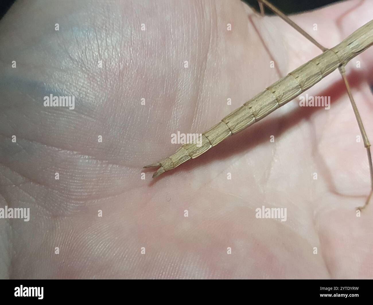 Smooth Stick Insect (Clitarchus hookeri Stock Photo - Alamy