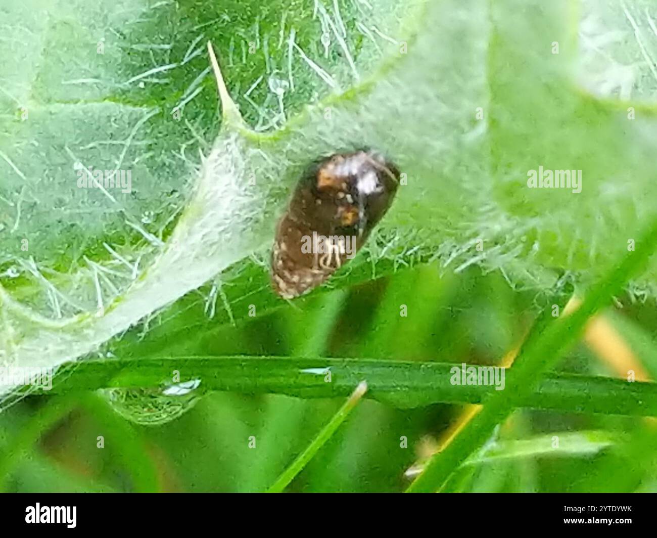 Cochlicopa lubrica hi-res stock photography and images - Alamy