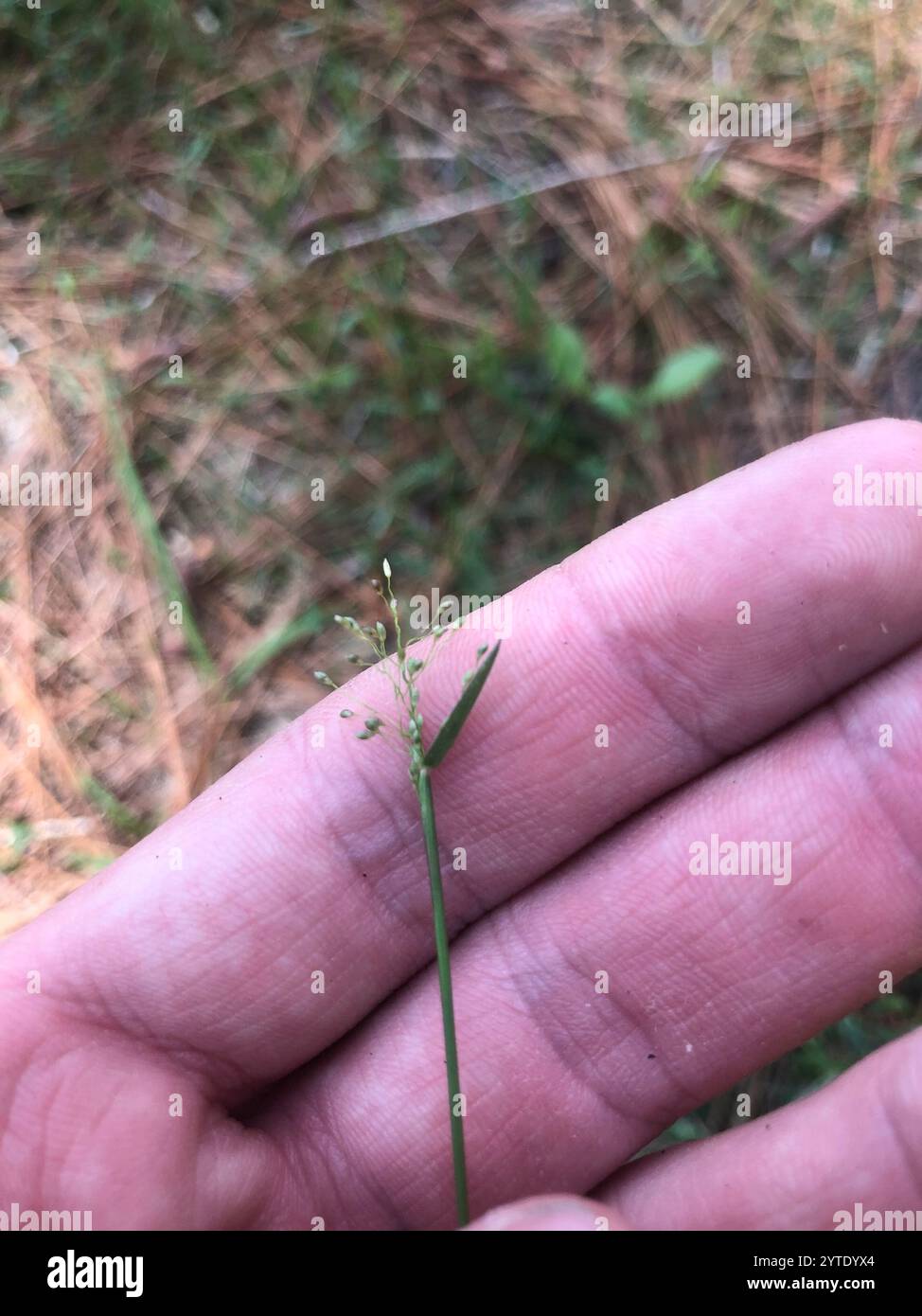 small-leaved witchgrass (Dichanthelium ensifolium Stock Photo - Alamy