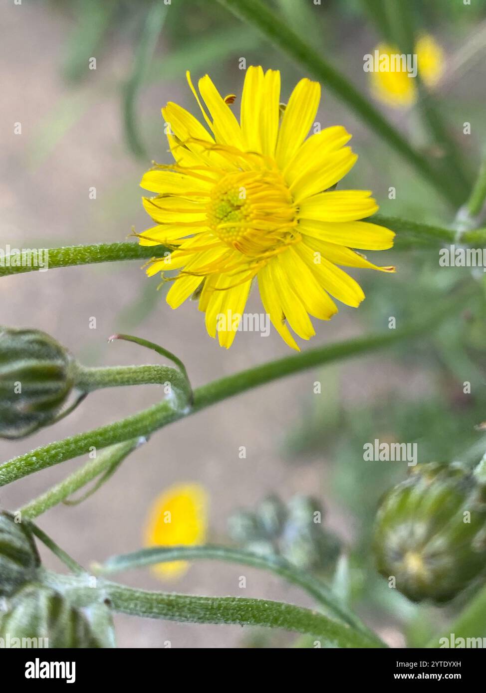 Beaked Hawksbeard (Crepis vesicaria Stock Photo - Alamy