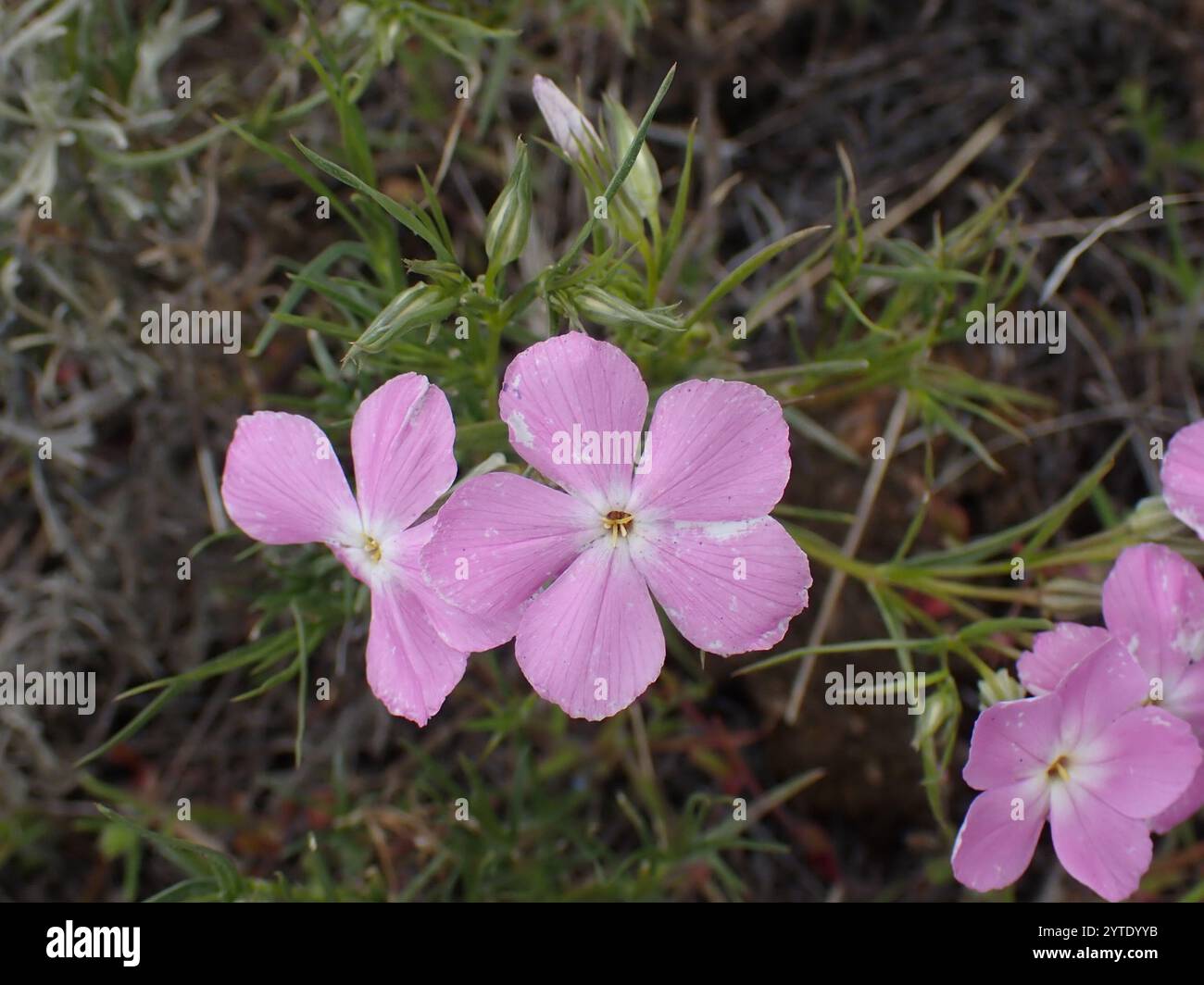 Longleaf Phlox (Phlox longifolia Stock Photo - Alamy