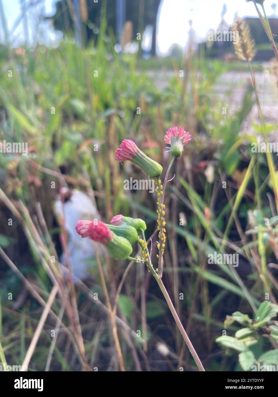 Red Tasselflower (Emilia fosbergii Stock Photo - Alamy