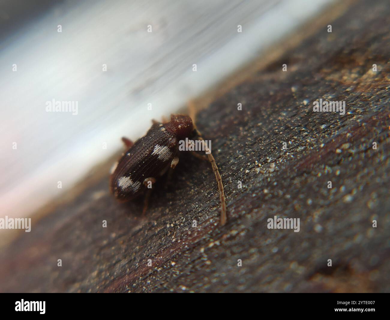 Ptinus sexpunctatus hi-res stock photography and images - Alamy