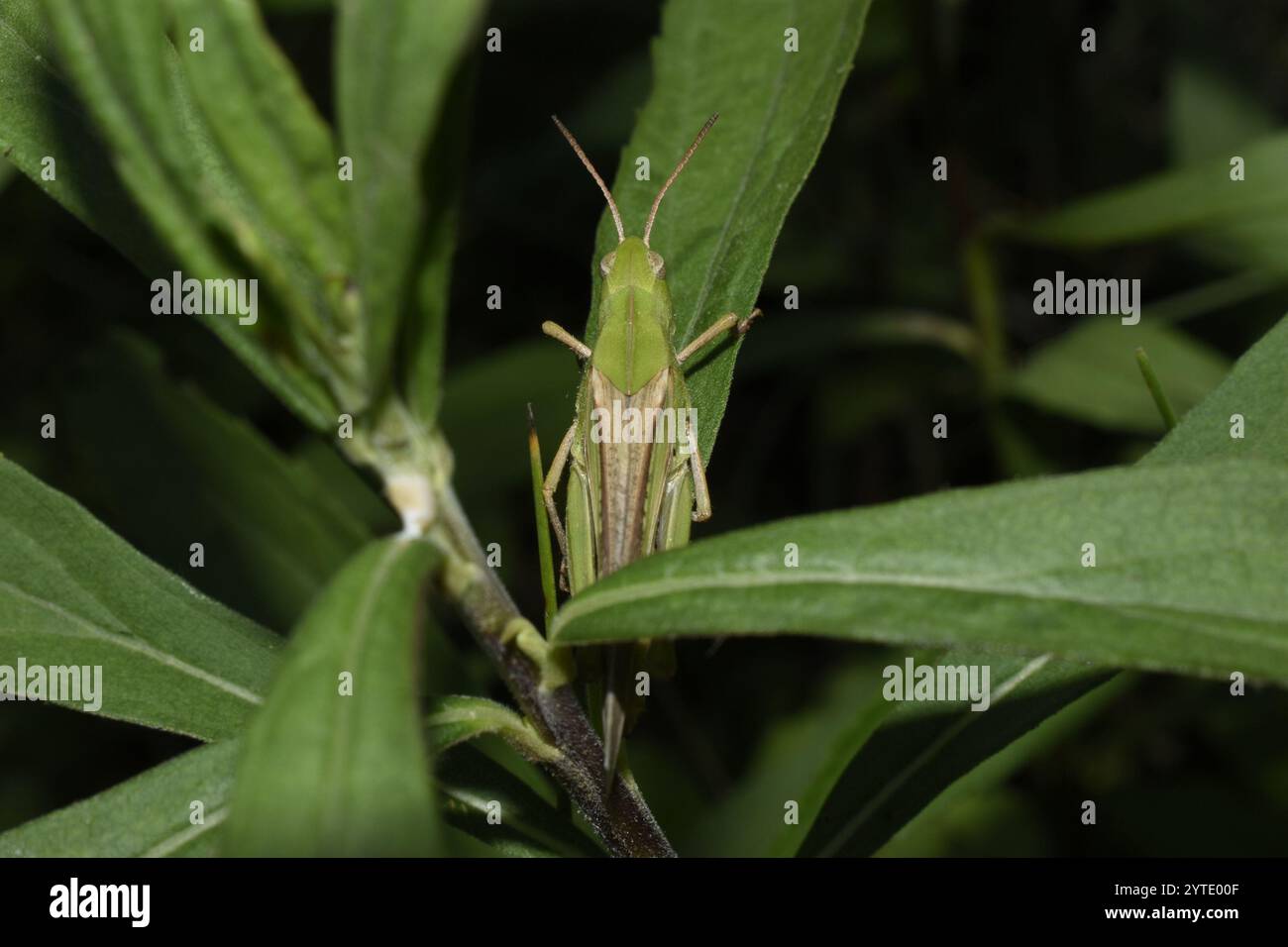Green-striped Grasshopper (Chortophaga viridifasciata Stock Photo - Alamy