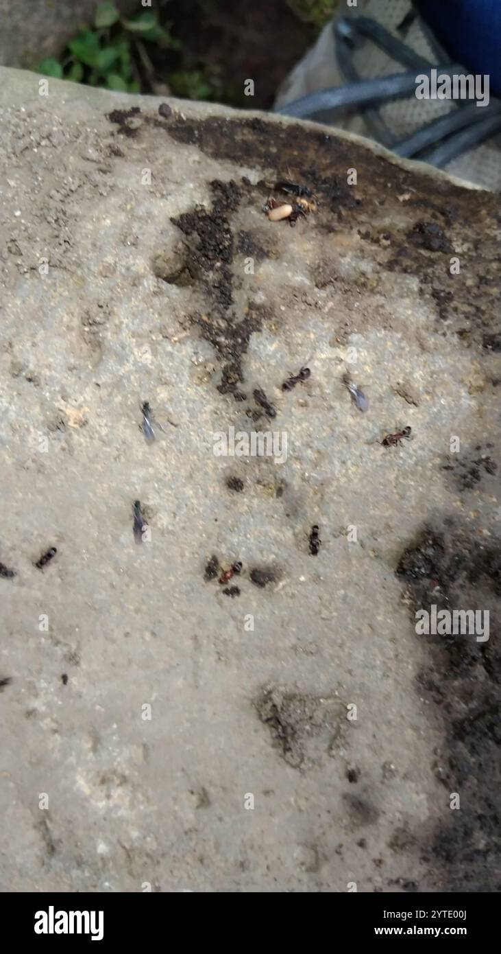Crypt Ants (Hypoponera Stock Photo - Alamy
