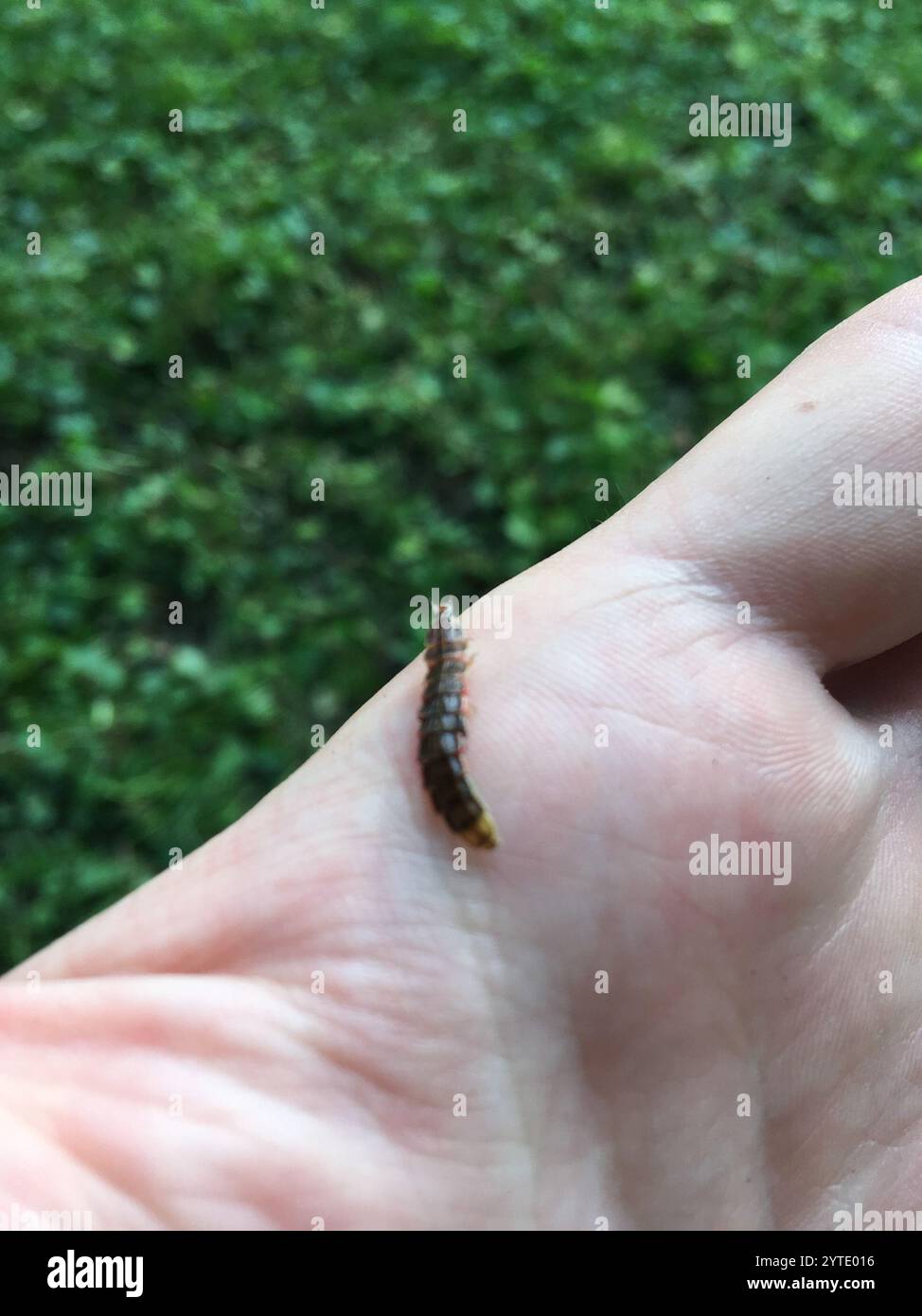 typical fireflies (Lampyrinae Stock Photo - Alamy