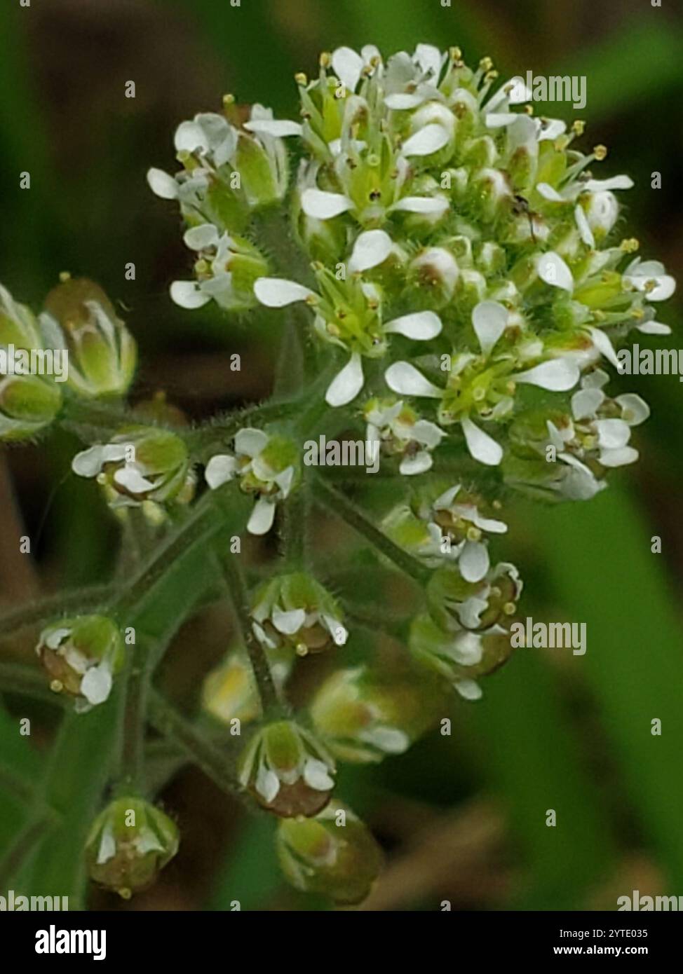 field peppergrass (Lepidium campestre Stock Photo - Alamy