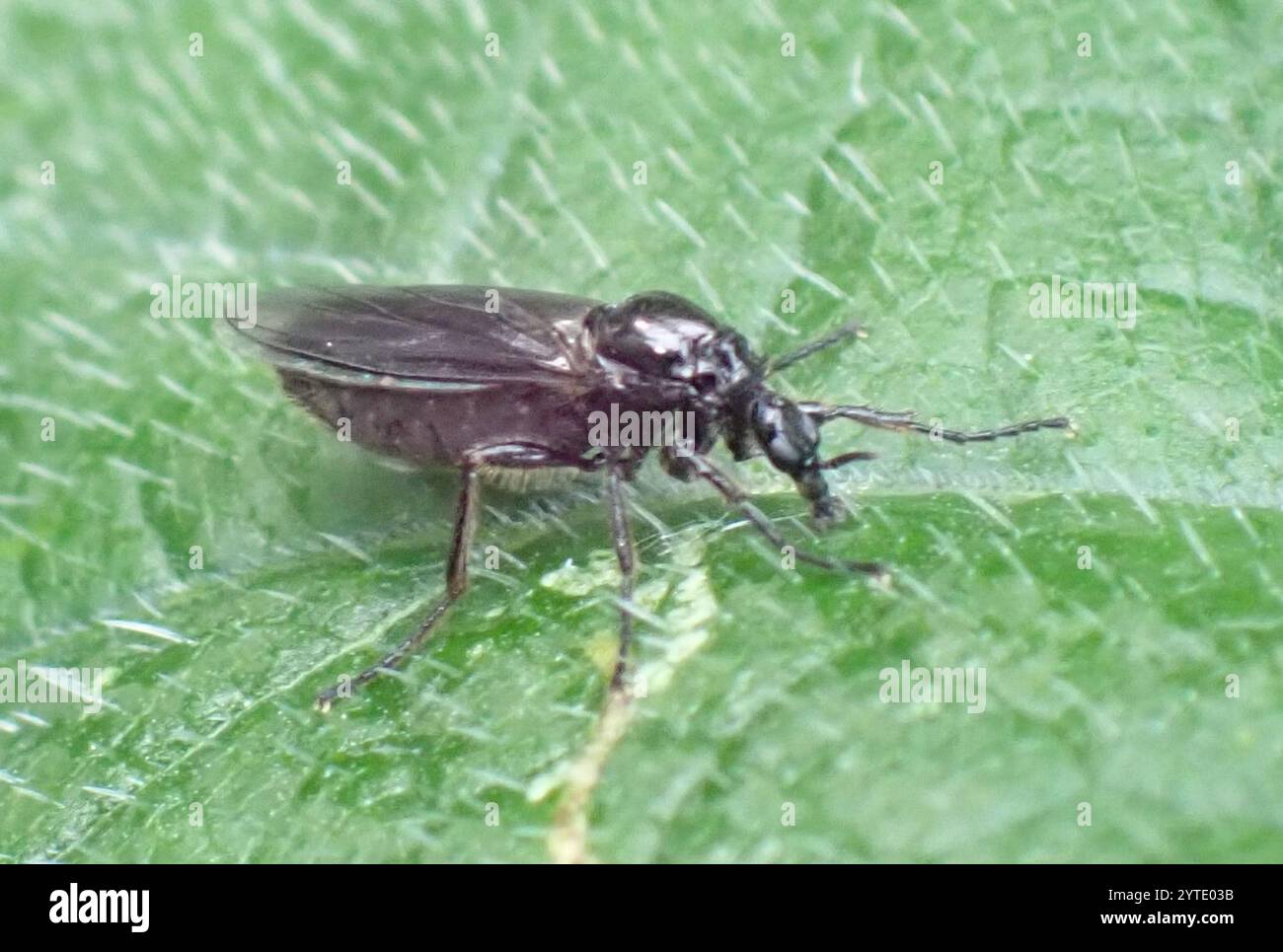 Fever Fly (Dilophus febrilis Stock Photo - Alamy